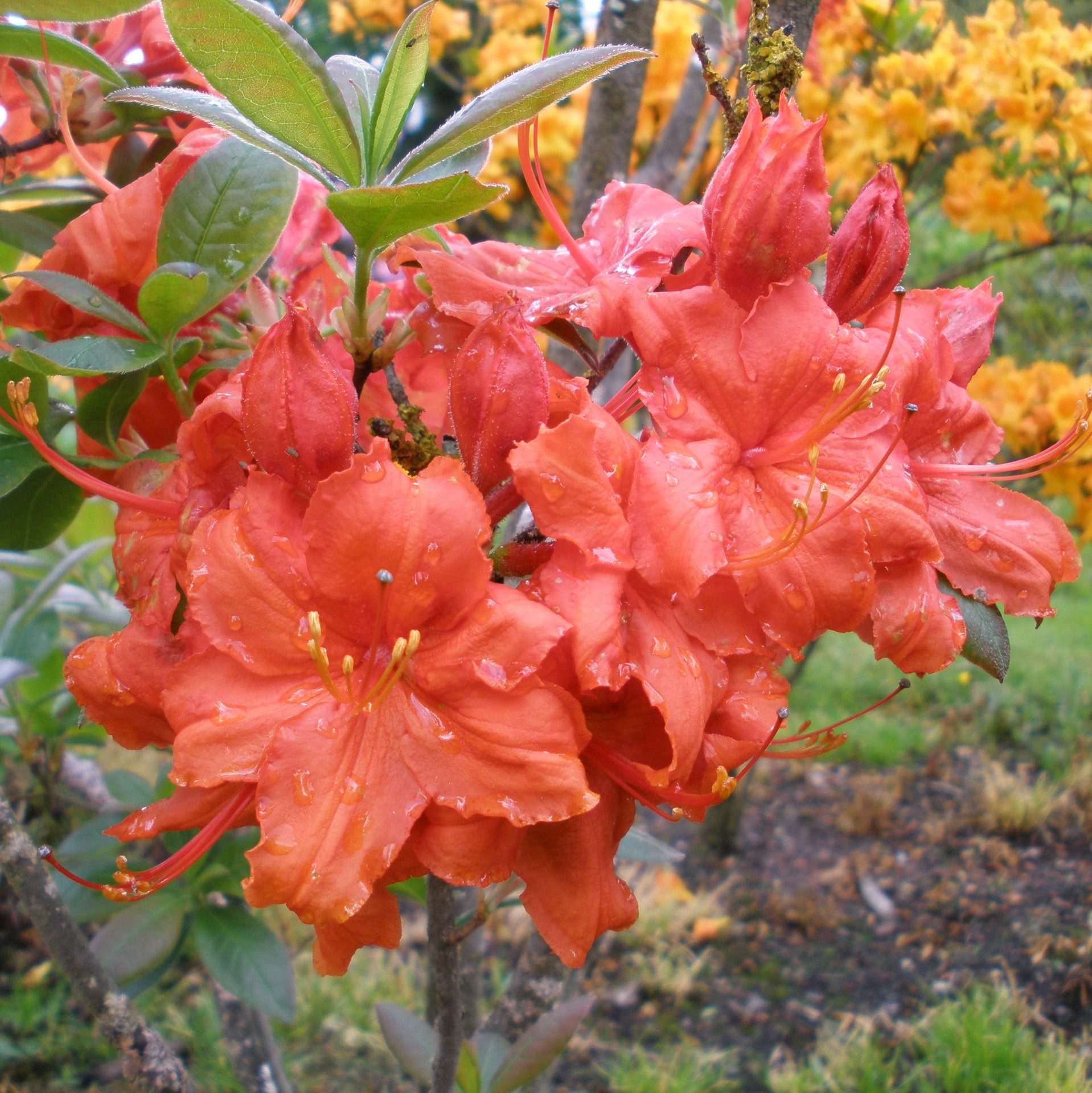 Fireball Deciduous Azalea - Buy Rhododendron Fireball AGM online ...