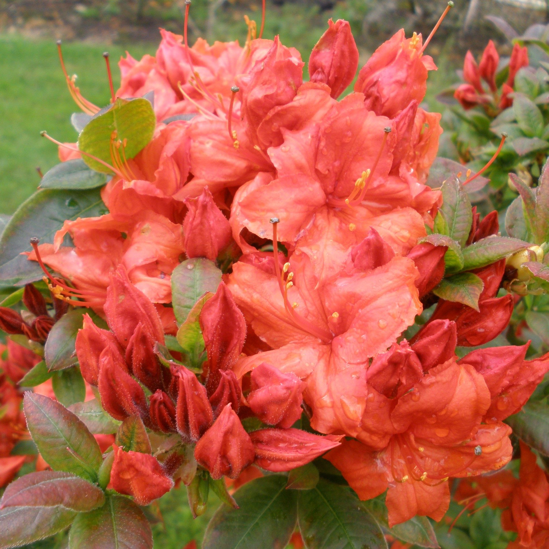 Fireball Deciduous Azalea - Buy Rhododendron Fireball AGM online ...