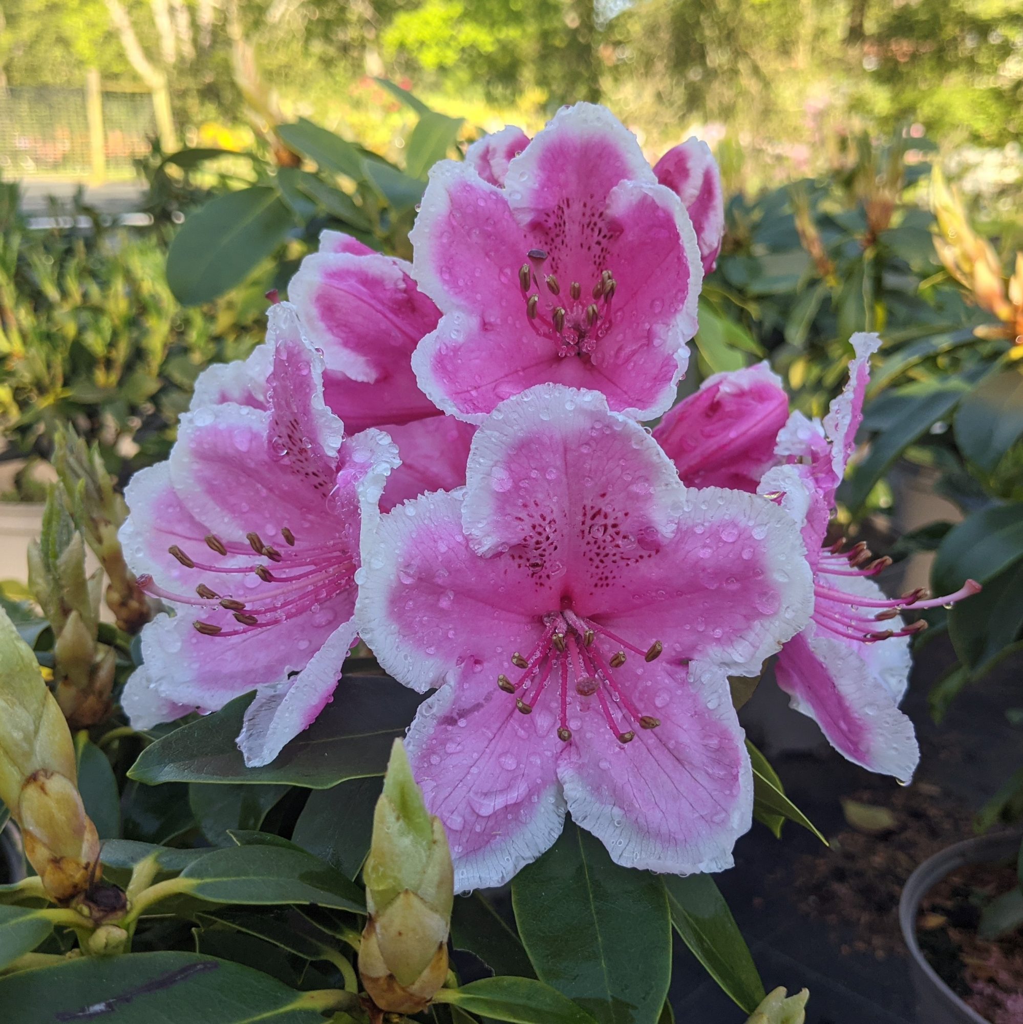 Rhododendron Janet Ward - Tall Hybrid Rhododendrons - Millais Nurseries