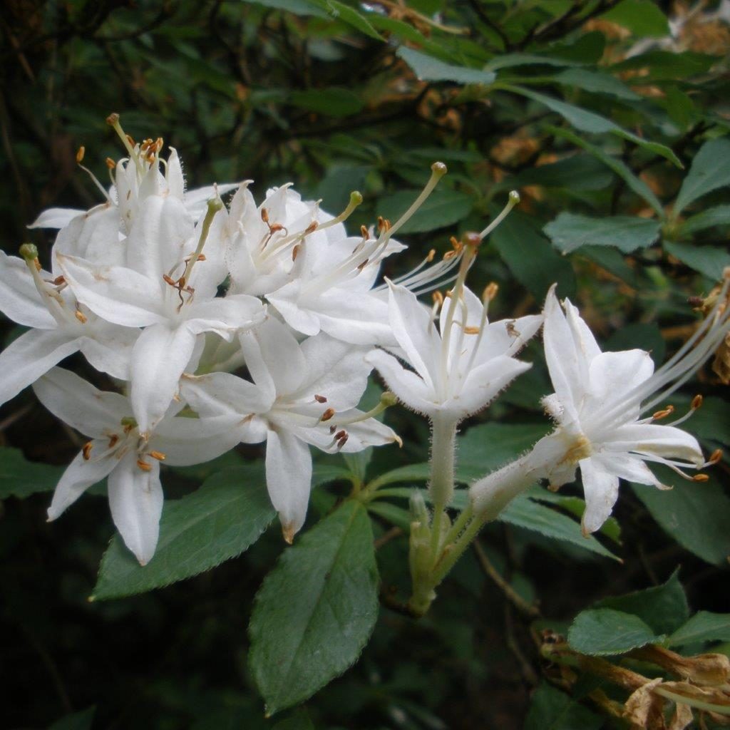 Buy Deciduous Azalea Fragrant Memories online - Millais Nurseries
