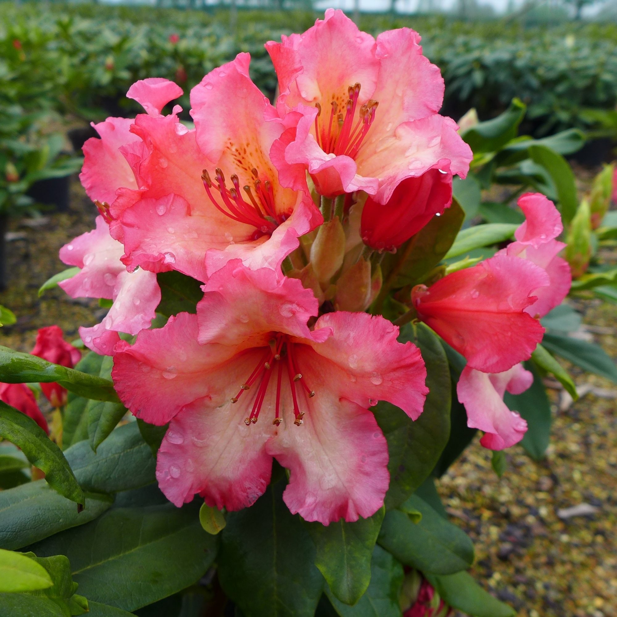 Rhododendron Fire Rim - Tall Hybrid Rhododendrons - Millais Nurseries