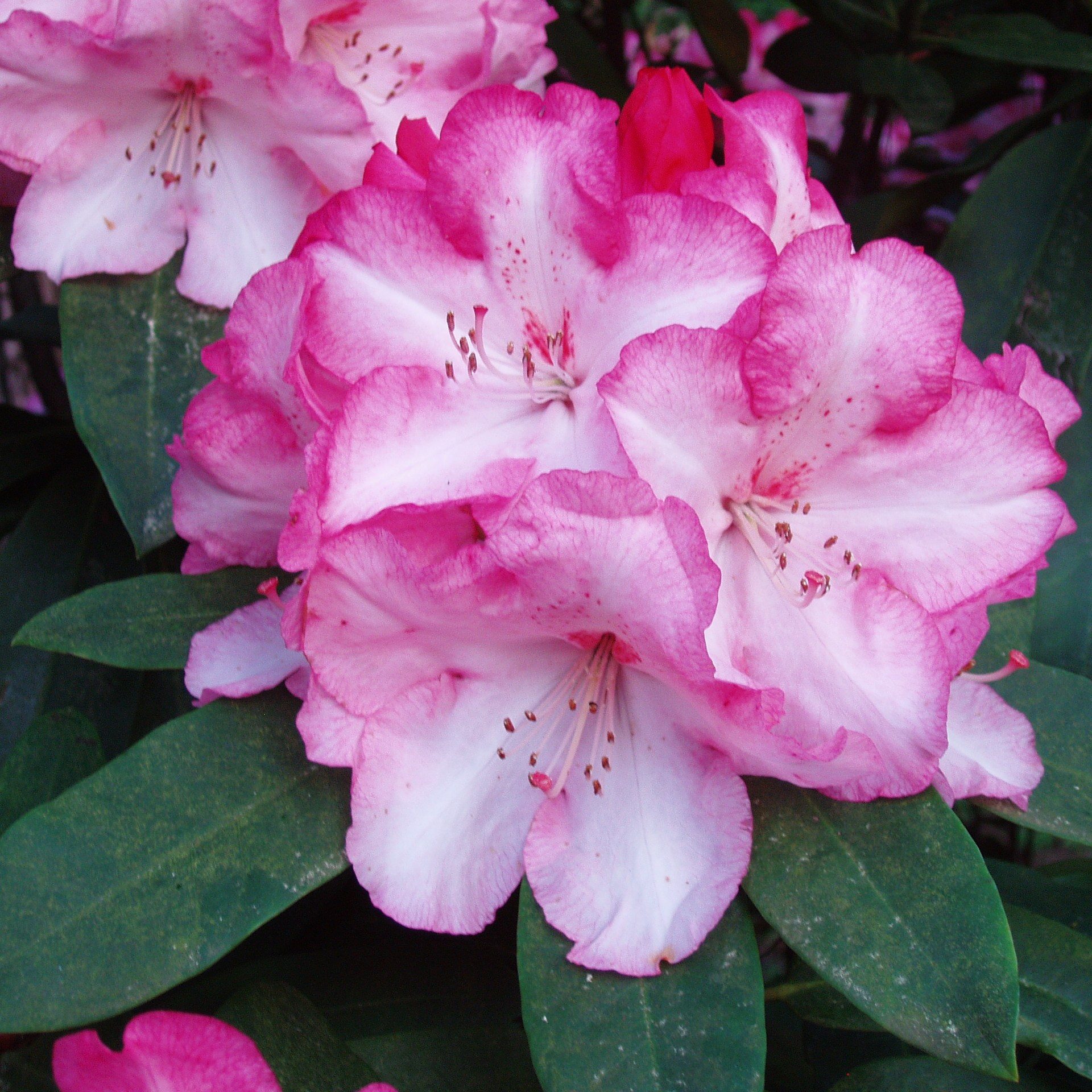Rhododendron Lem's Monarch AGM INKARHO - INKARHO Lime-tolerant ...
