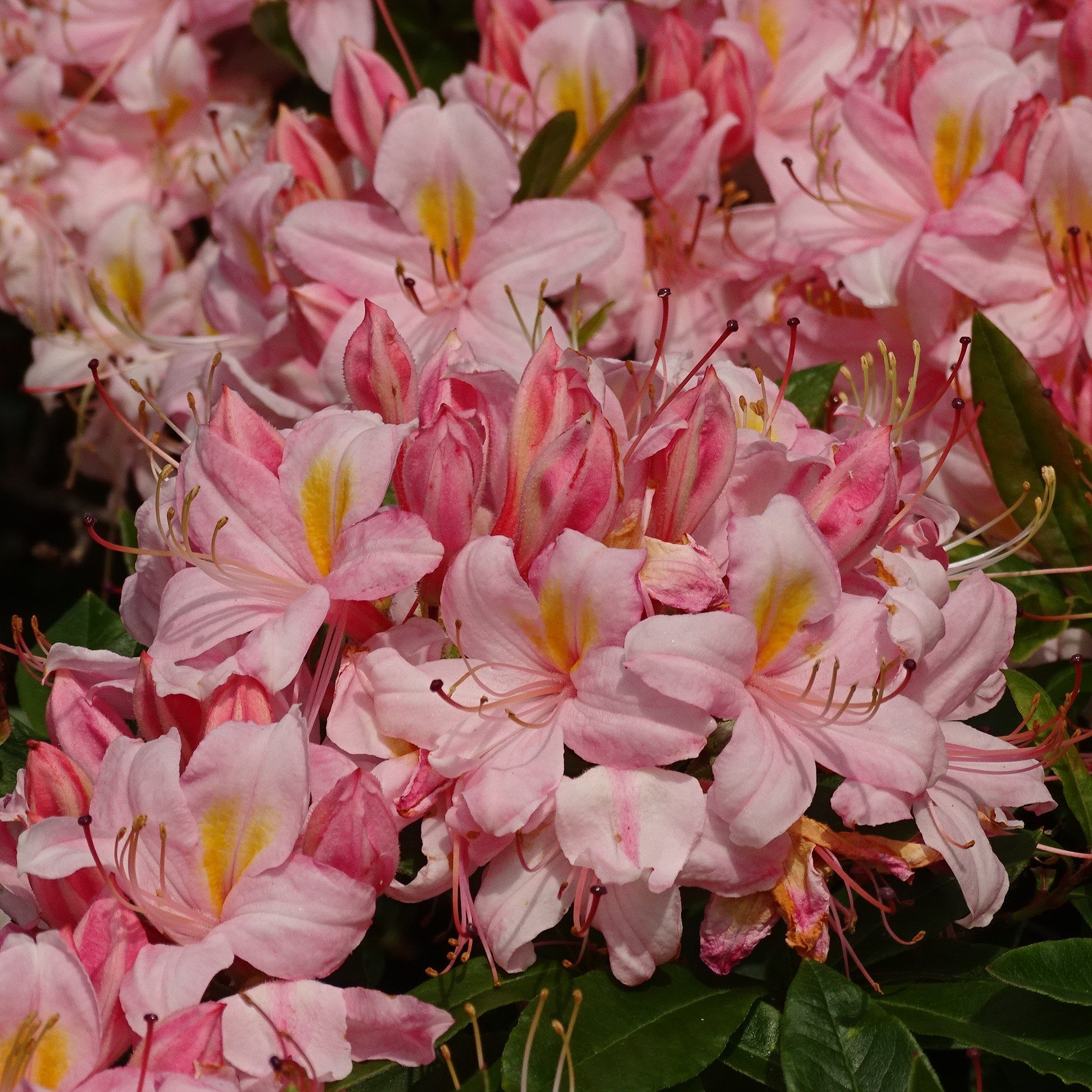 Deciduous Azalea Juniduft - Deciduous Azaleas - Millais Nurseries