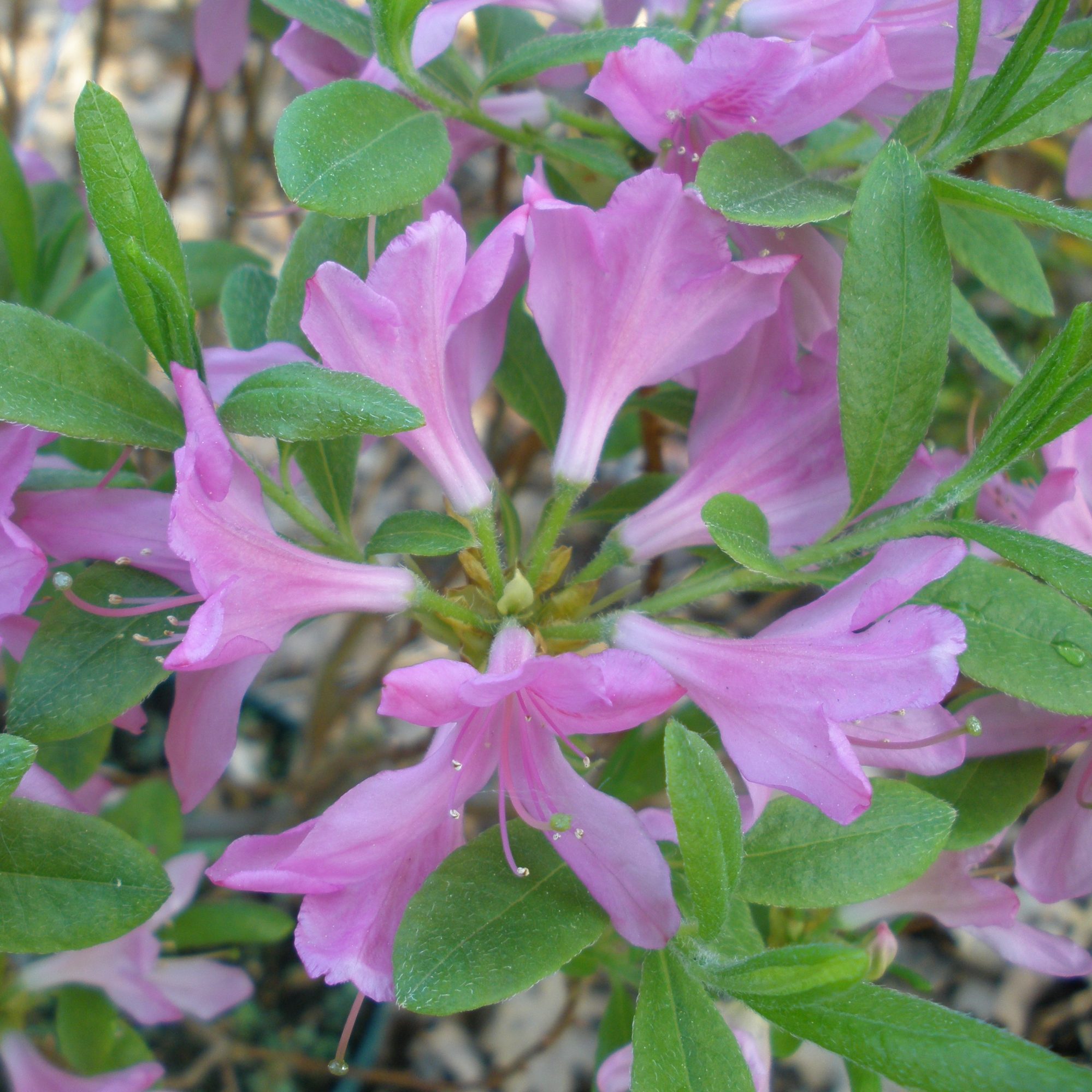 Rhododendron Fraseri - Buy Deciduous Azalea Fraseri online - Millais ...