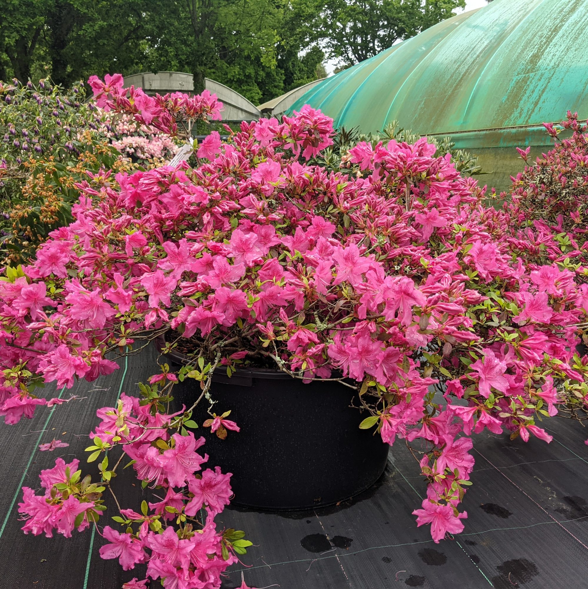 Louise Dowdle Evergreen Azalea - Buy Rhododendron Louise Dowdle online ...