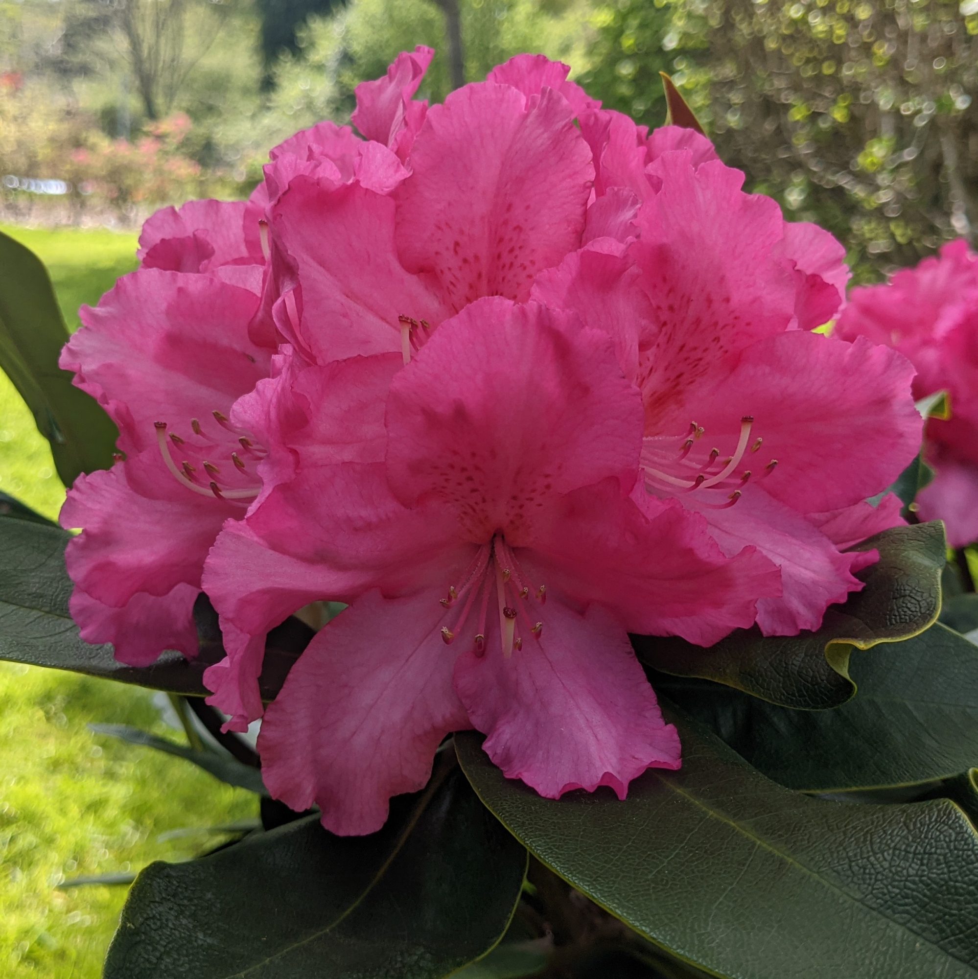 Rhododendron Caruso - Tall Hybrid Rhododendrons - Millais Nurseries