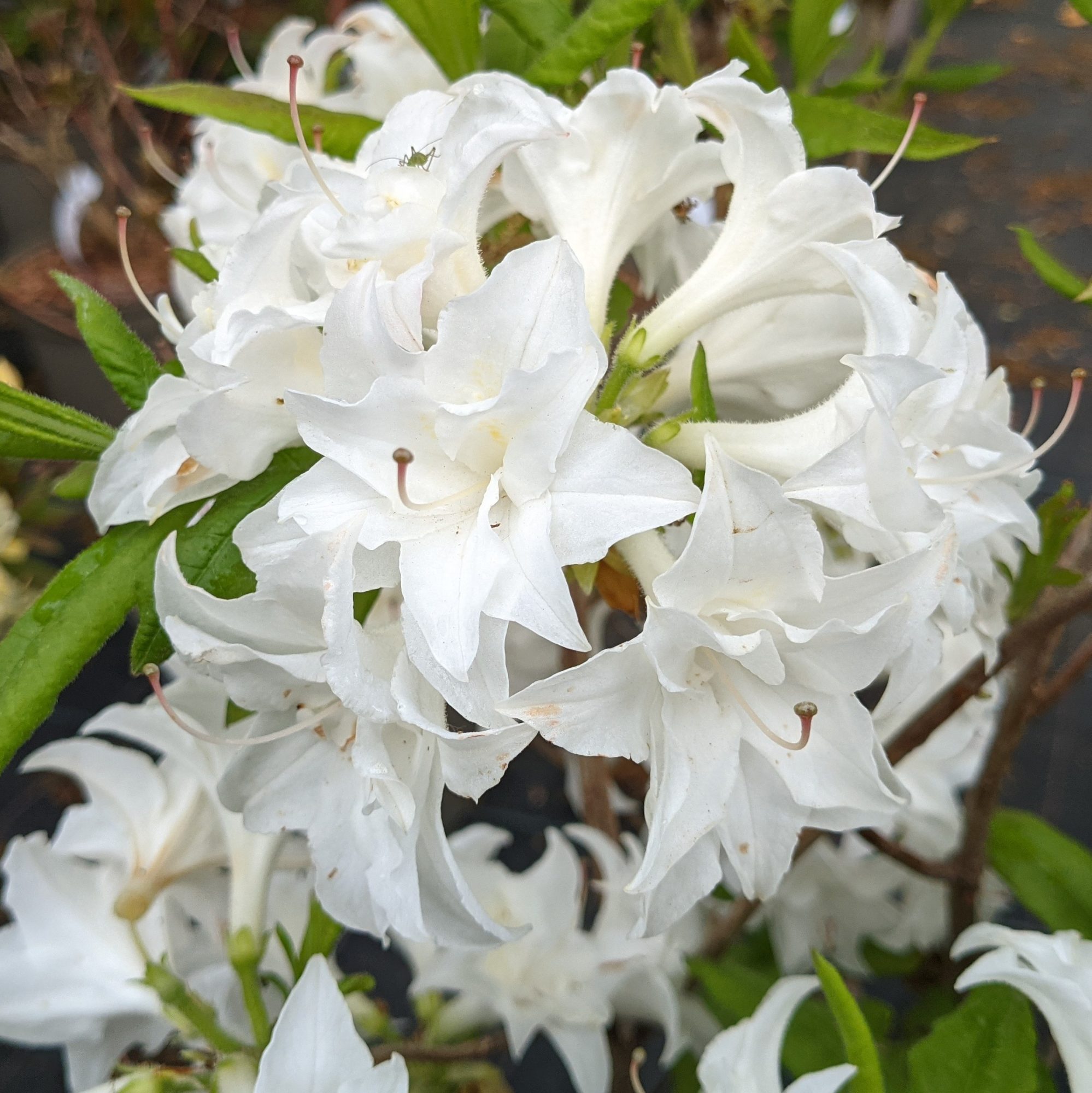 Deciduous Azalea Snow's Head - Deciduous Azaleas - Millais Nurseries