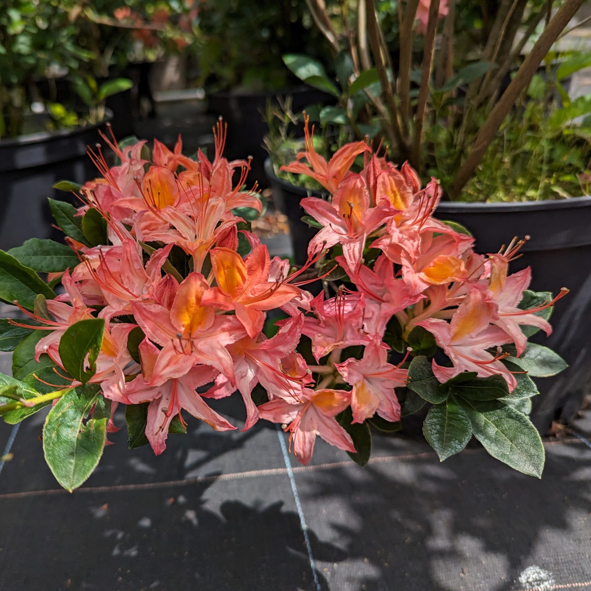 Deciduous Azalea Summer Peach - Deciduous Azaleas - Millais Nurseries
