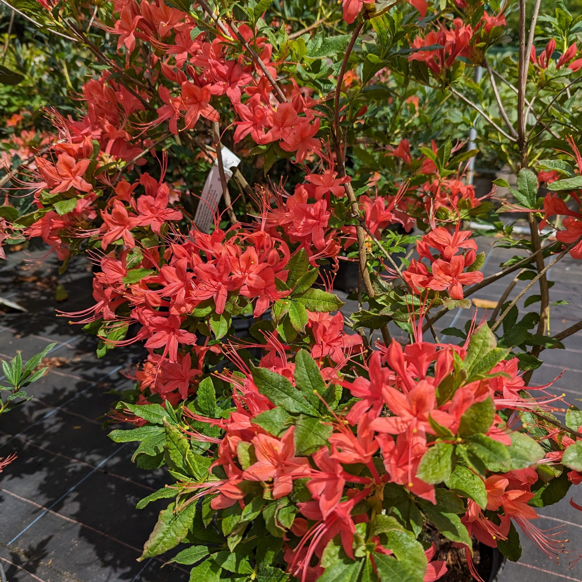 Deciduous Azalea Summer Beauty - Deciduous Azaleas - Millais Nurseries