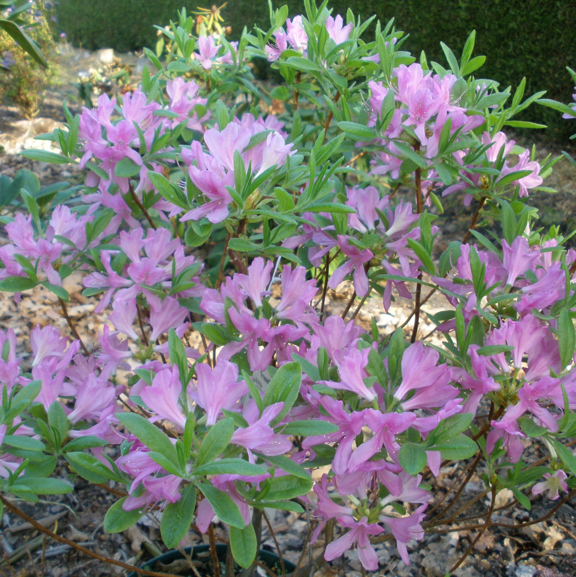 Rhododendron Fraseri - Buy Deciduous Azalea Fraseri online - Millais ...