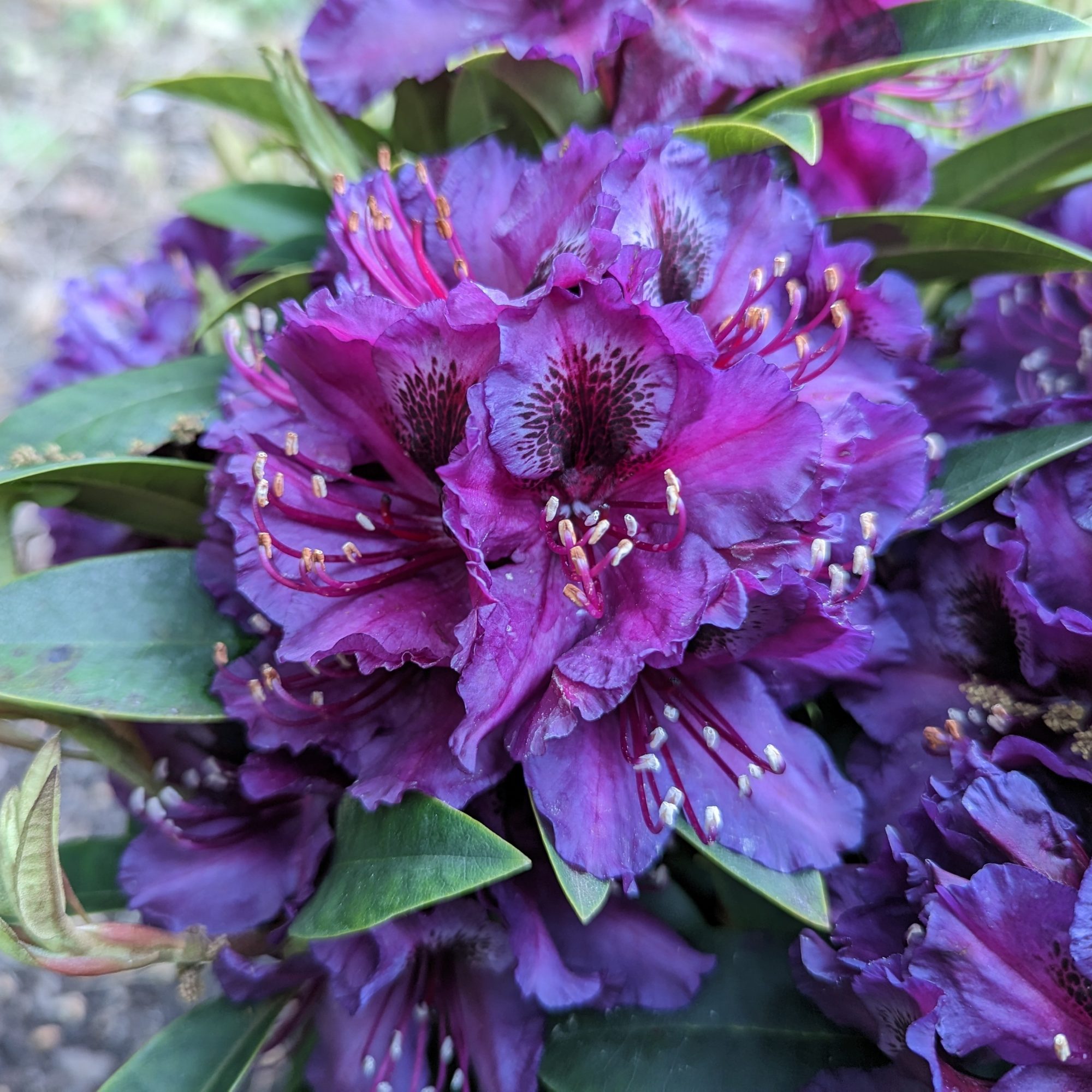 Rhododendron Black Pearl - Tall Hybrid Rhododendrons - Millais Nurseries