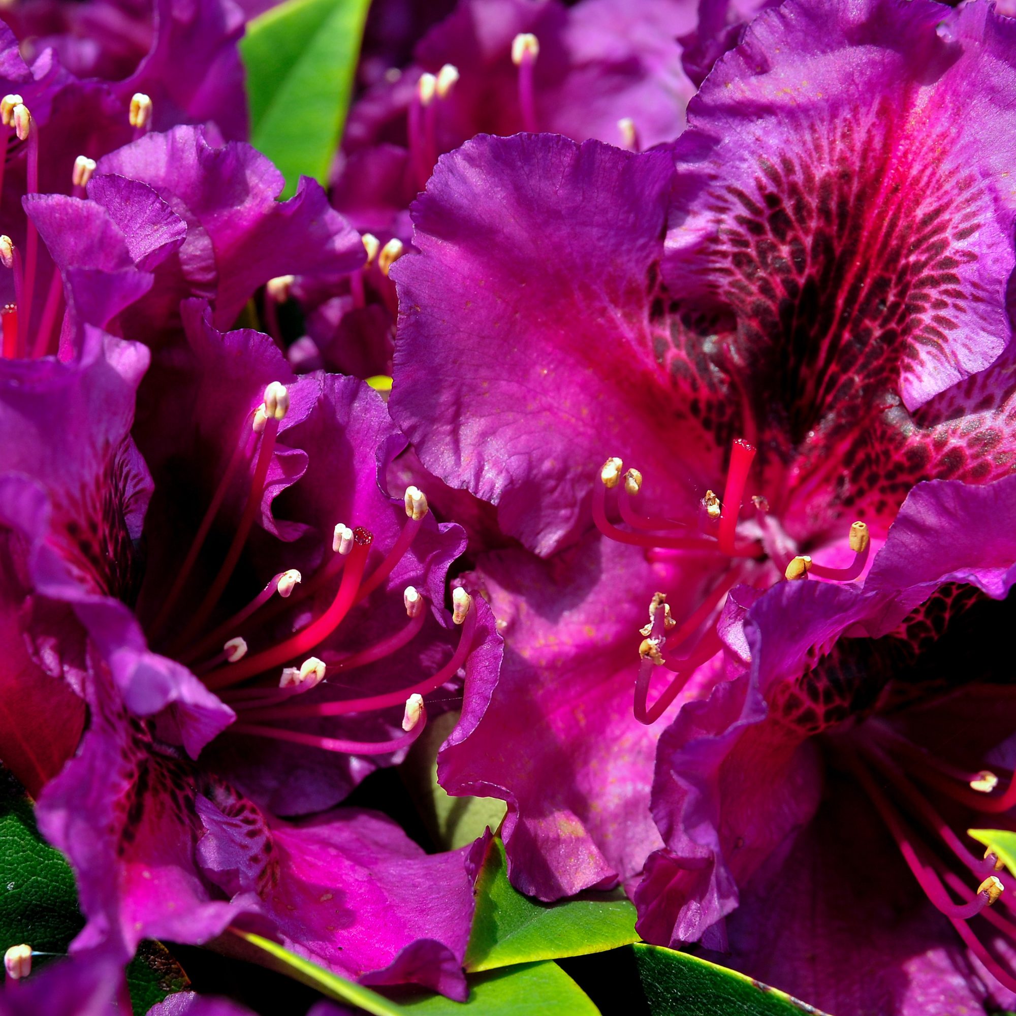 Rhododendron Black Pearl - Tall Hybrid Rhododendrons - Millais Nurseries