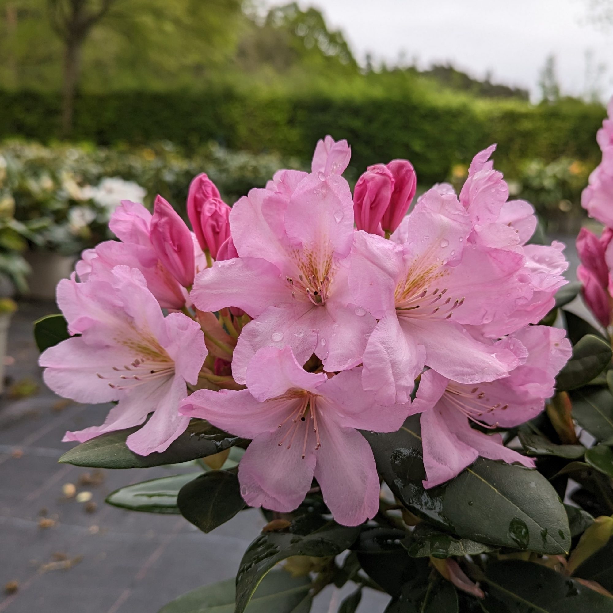 Rhododendron Paola - Tall Hybrid Rhododendrons - Millais Nurseries