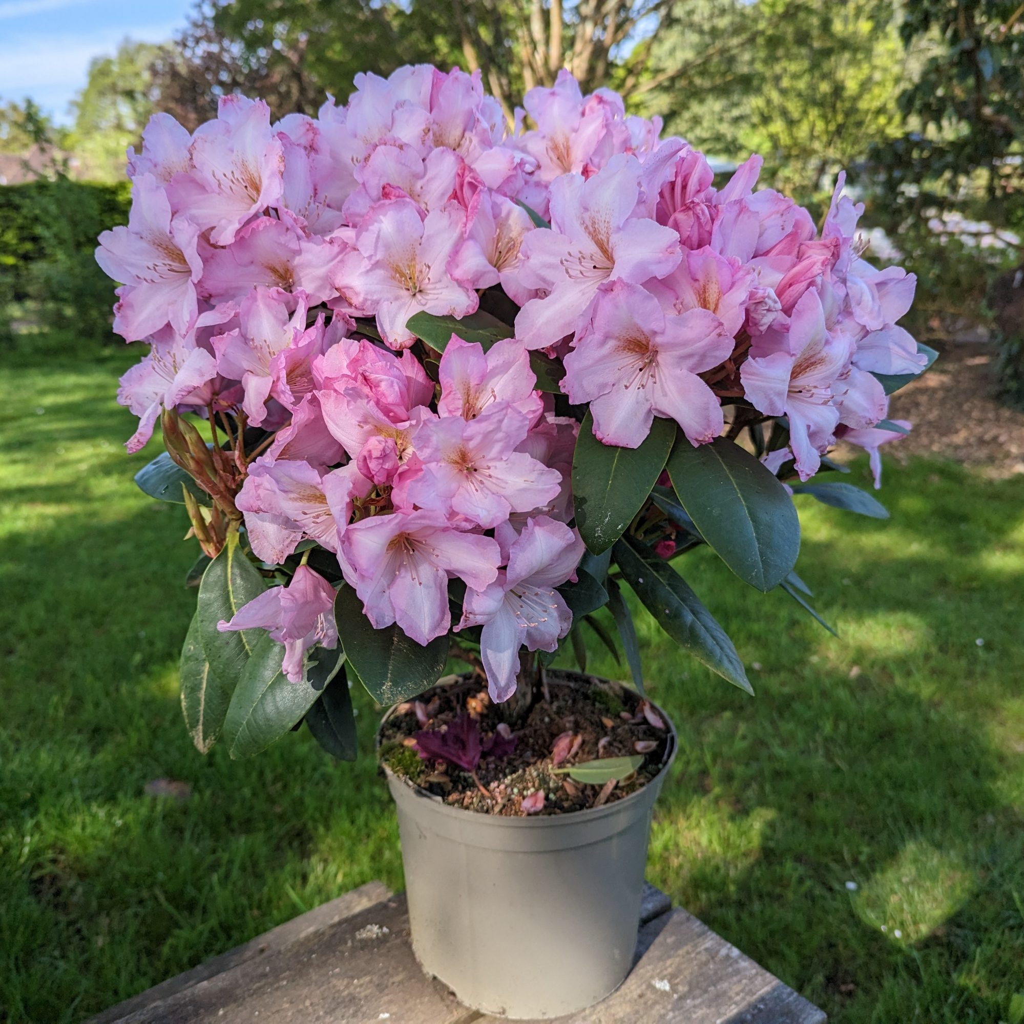 Rhododendron Paola - Tall Hybrid Rhododendrons - Millais Nurseries