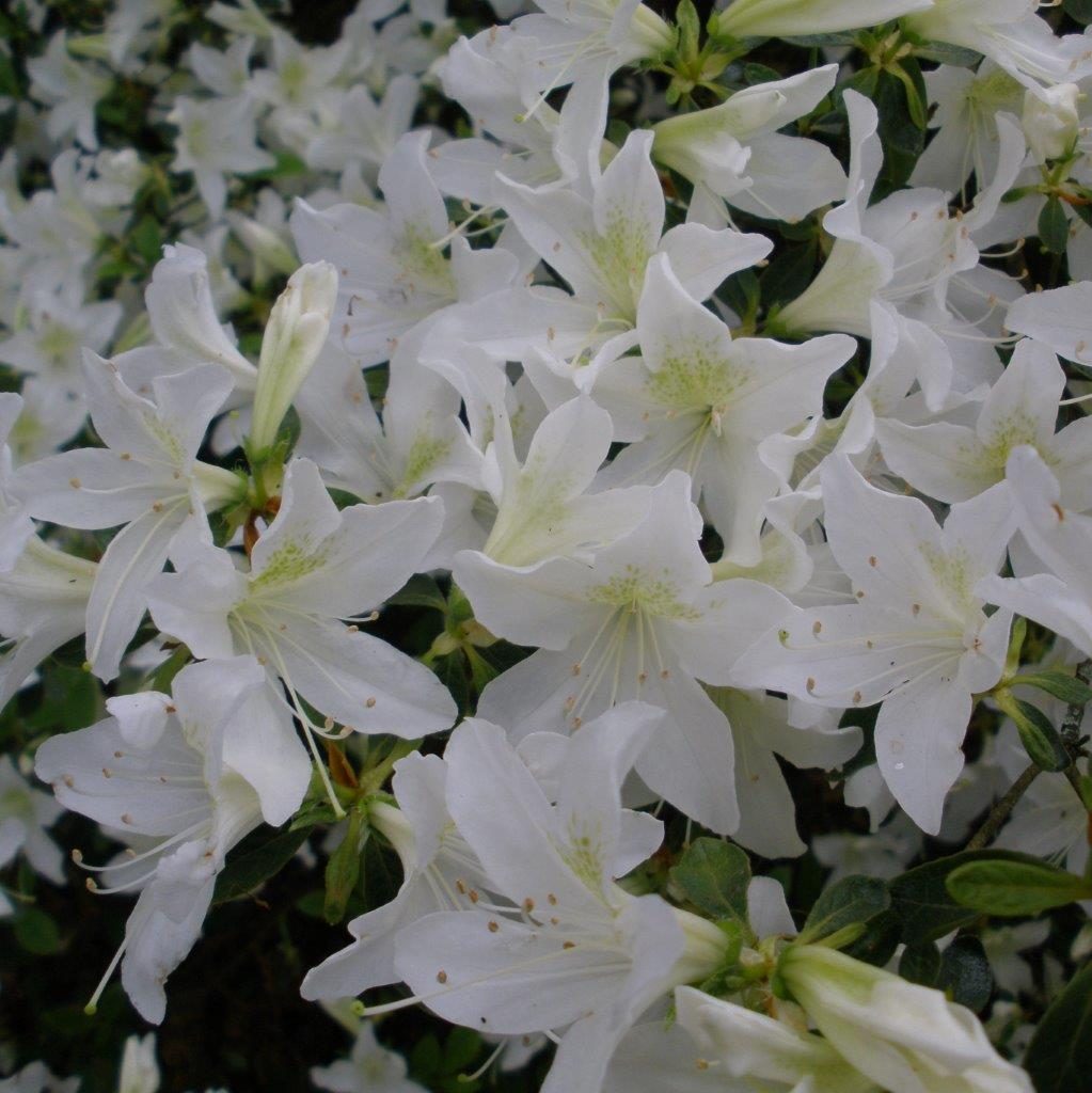 Evergreen Azalea Palestrina AGM - Evergreen Azaleas - Millais Nurseries