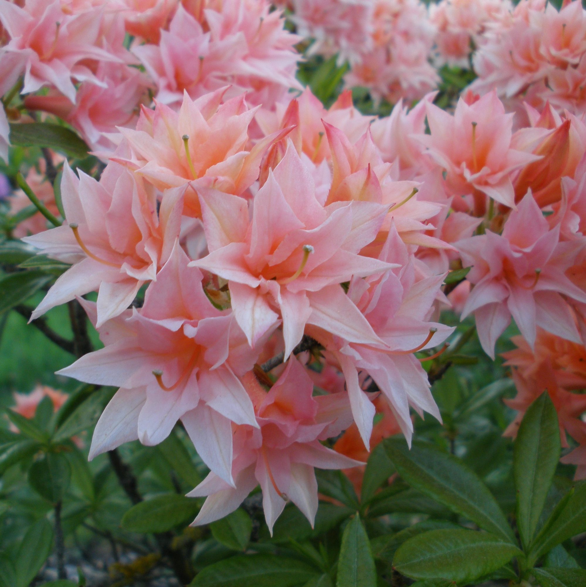 Freya Deciduous Azalea - Buy Rhododendron Freya online - Millais Nurseries