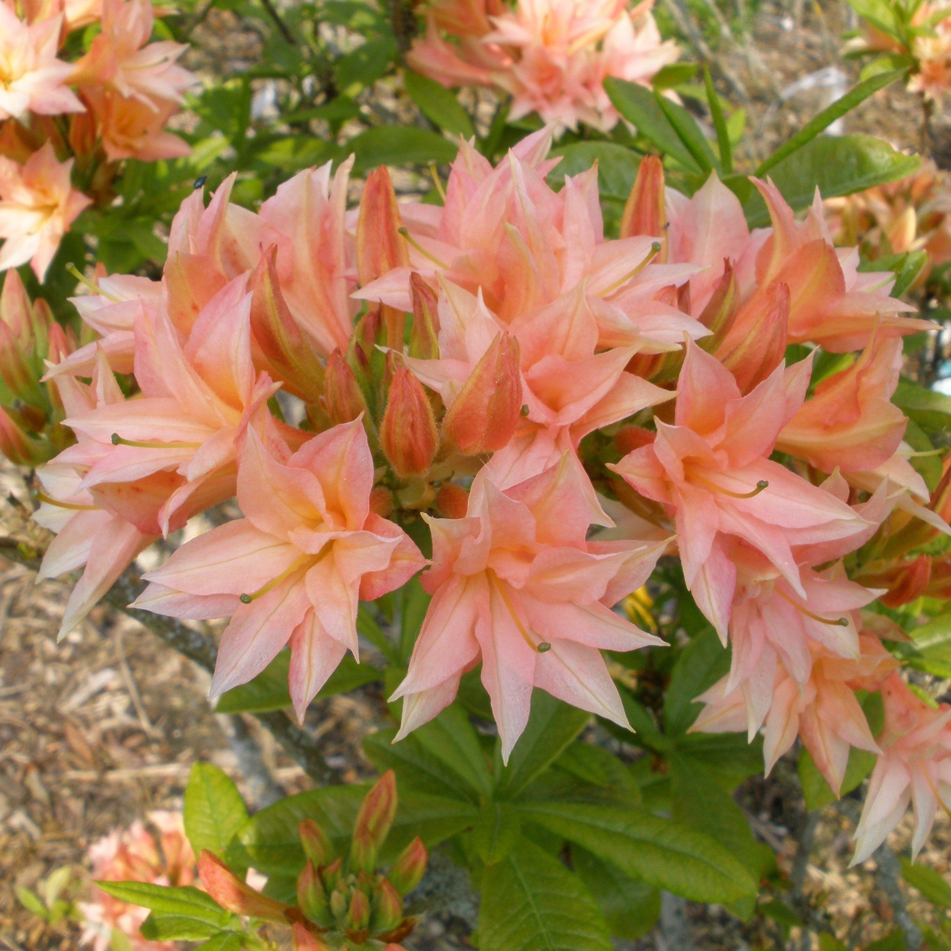 Freya Deciduous Azalea - Buy Rhododendron Freya online - Millais Nurseries