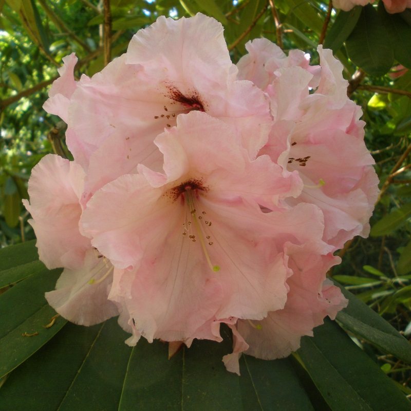 Rhododendron The Master - Tall Hybrid Rhododendrons - Millais Nurseries
