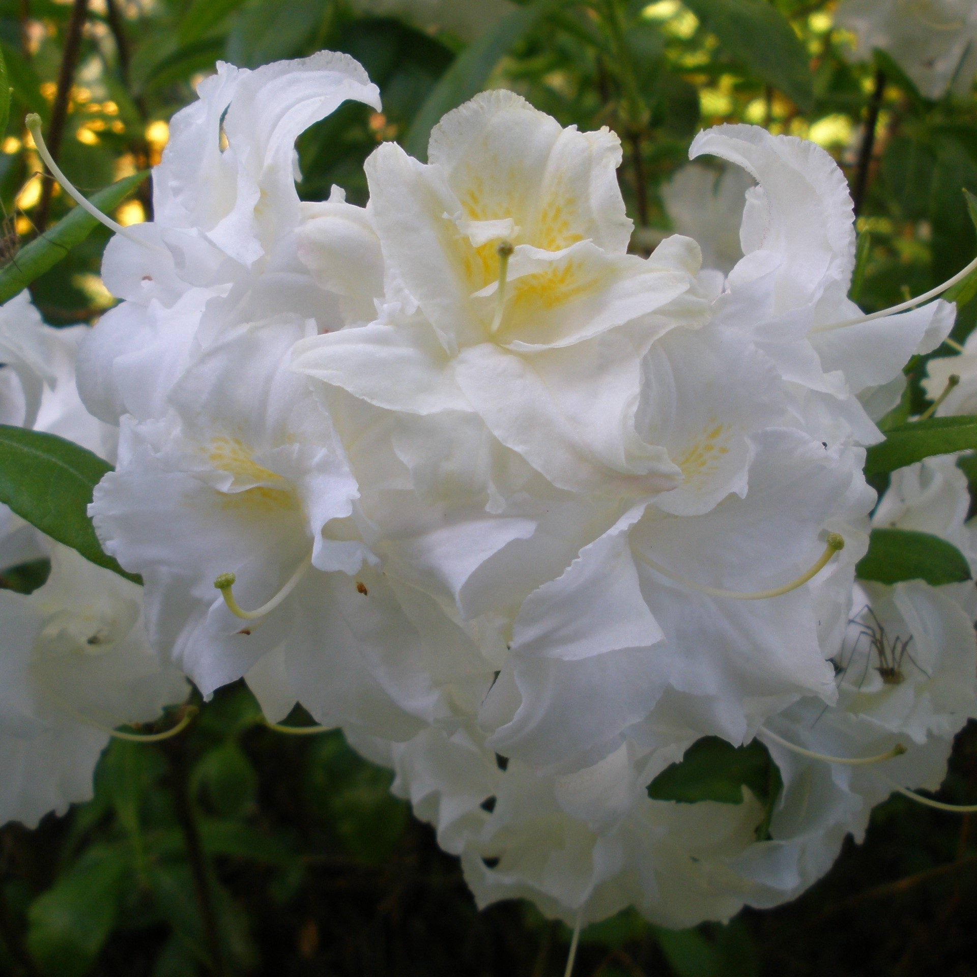 Deciduous Azalea Double Damask - Deciduous Azaleas - Millais Nurseries