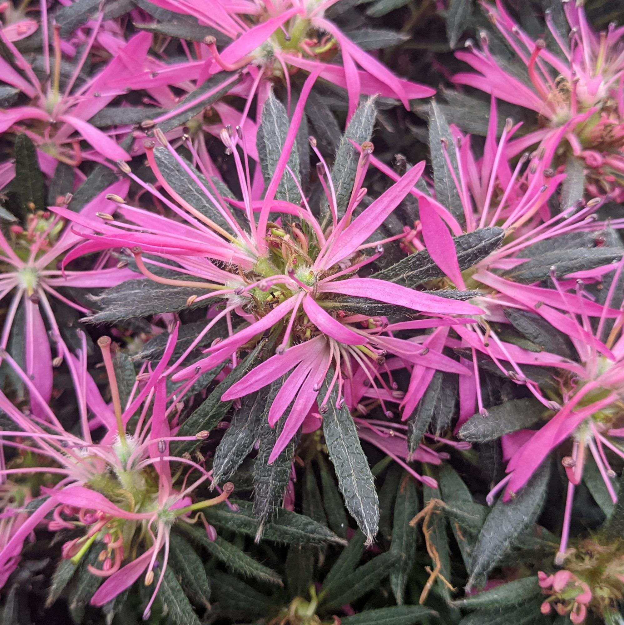 Evergreen Azalea Star Style Lilac - Evergreen Azaleas - Millais Nurseries