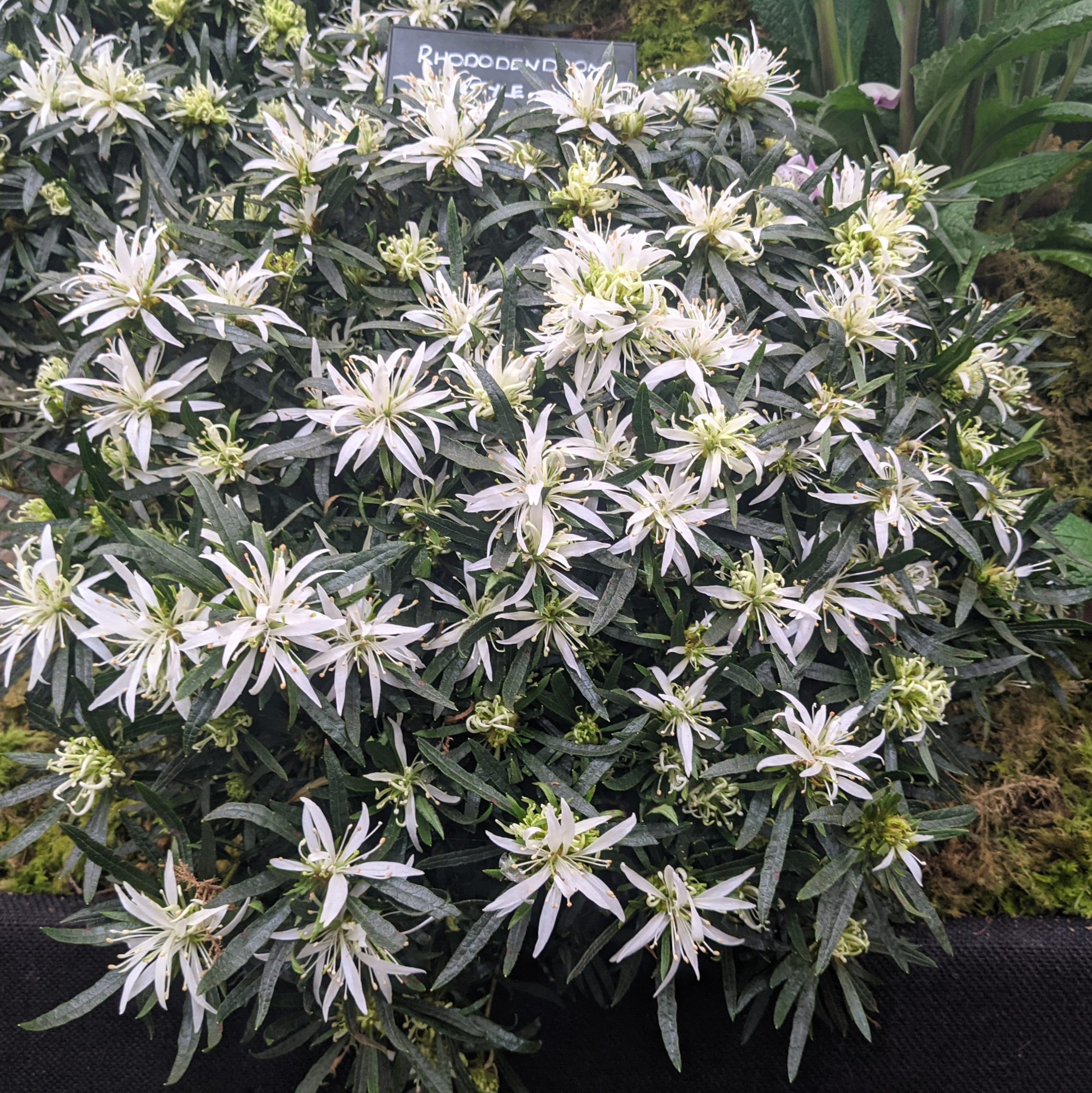 Evergreen Azalea 'Star Style' White - Evergreen Azaleas - Millais Nurseries