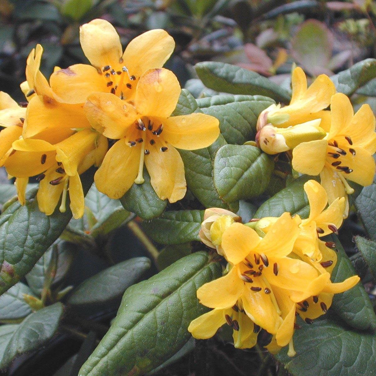 Rhododendron valentinianum var. changii - Tender Rhododendrons ...