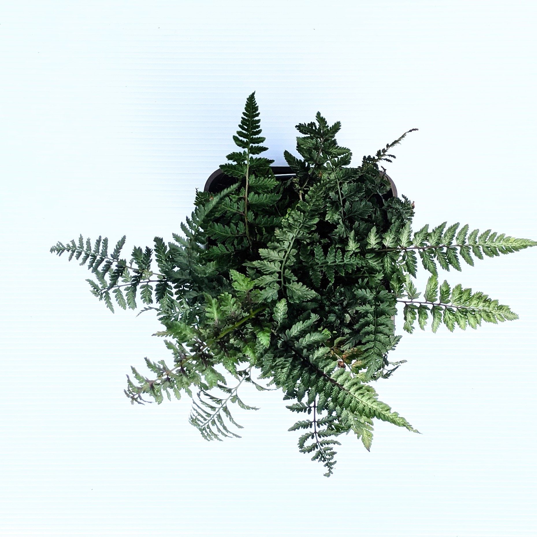 Athyrium niponicum var. pictum 'Red Beauty' - Ferns - Millais Nurseries
