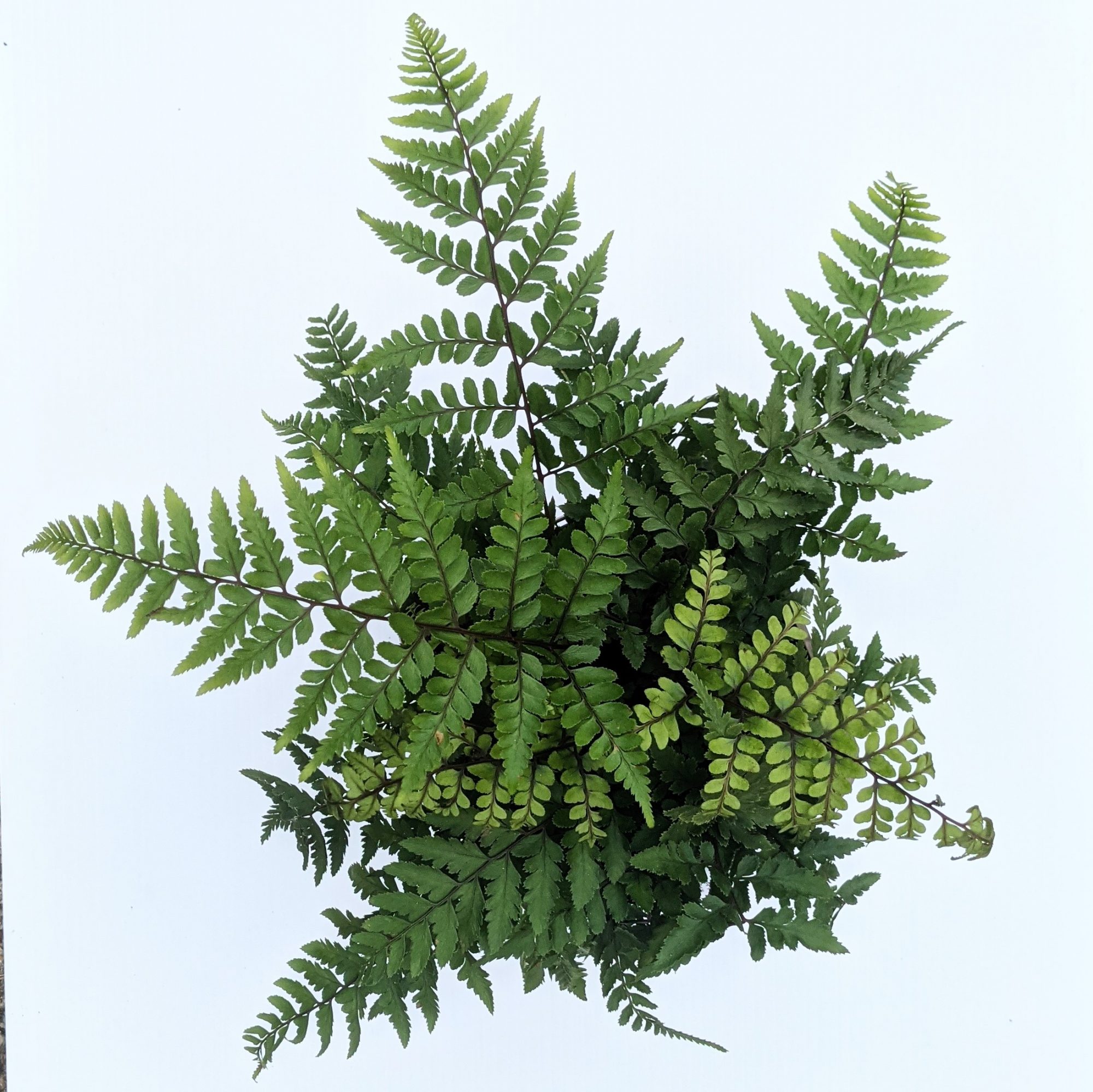 Athyrium otophorum var 'Okanum' AGM - Ferns - Millais Nurseries