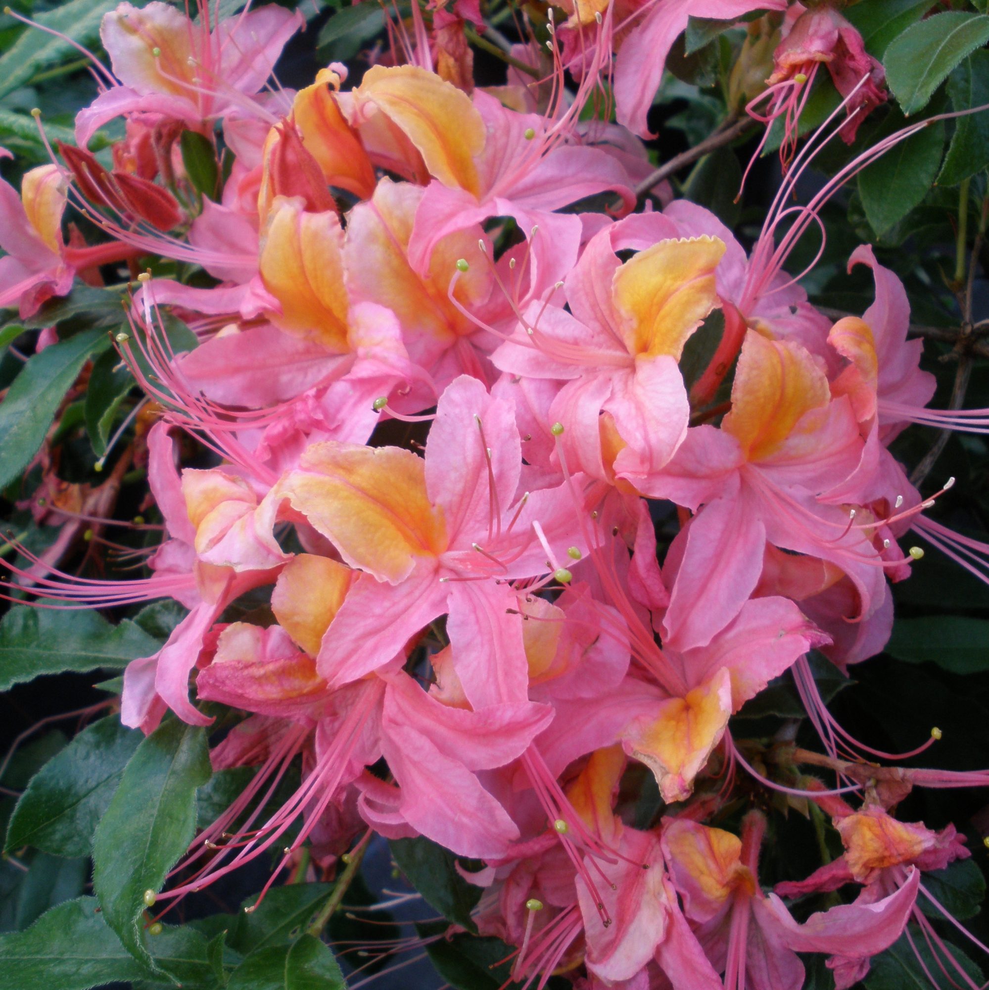 Fruit Salad Deciduous Azalea - Buy Rhododendron Fruit Salad online ...