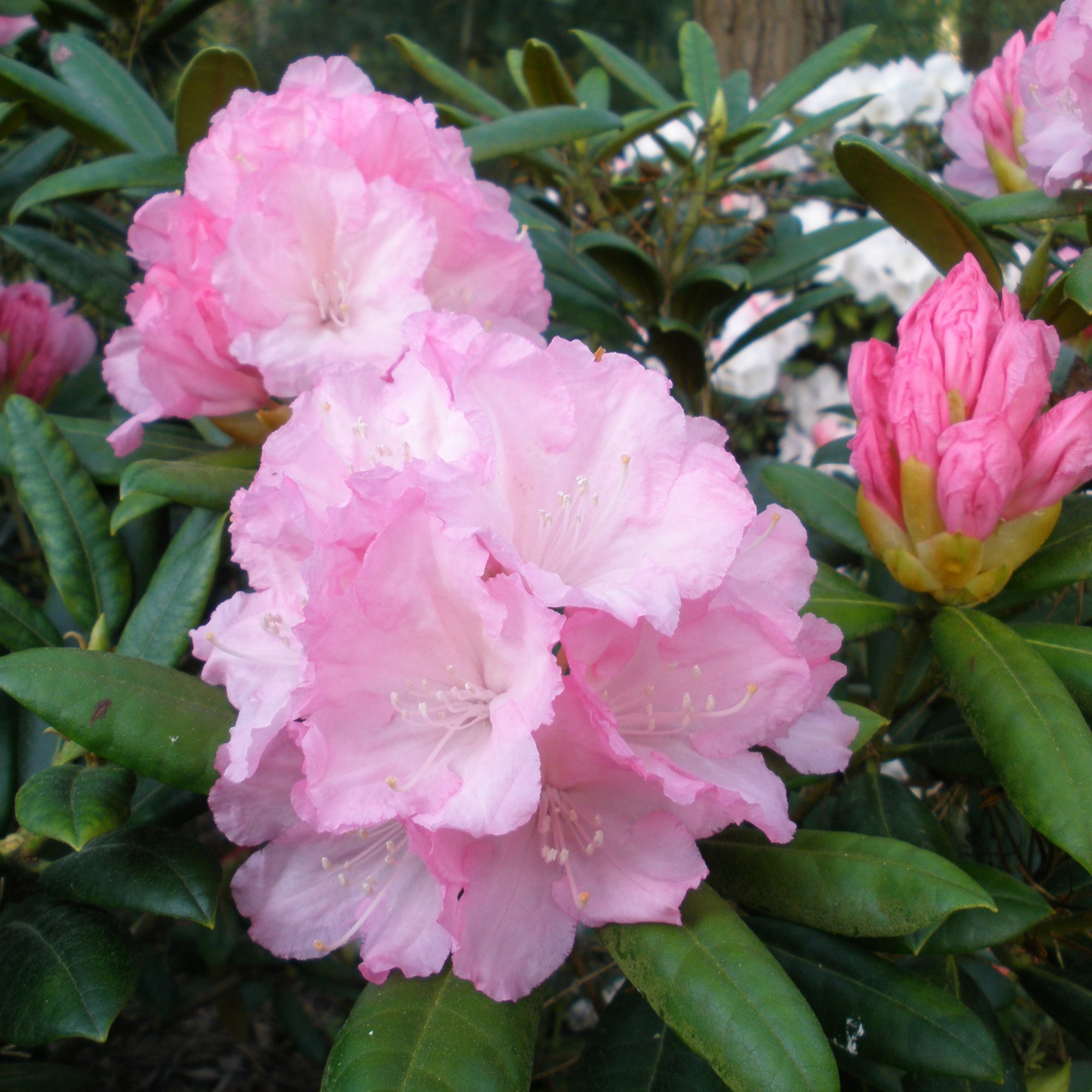 Rhododendron Morning Cloud - Compact Rhododendrons - Millais Nurseries