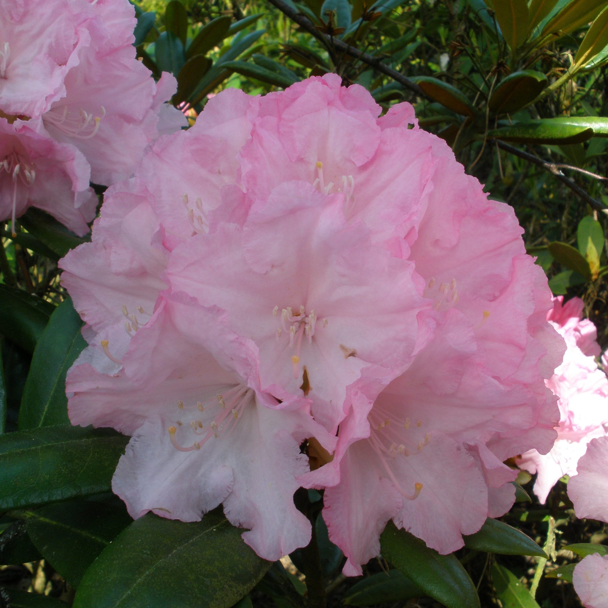 Rhododendron Morning Cloud - Compact Rhododendrons - Millais Nurseries