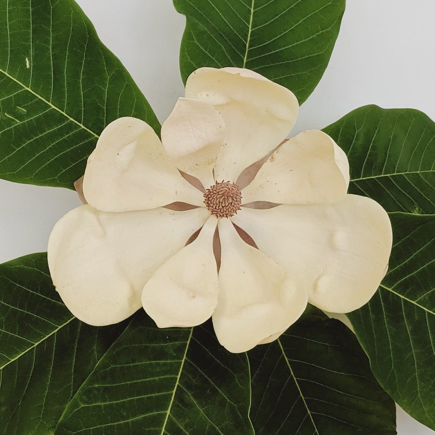 Magnolia obovata - Magnolias - Millais Nurseries