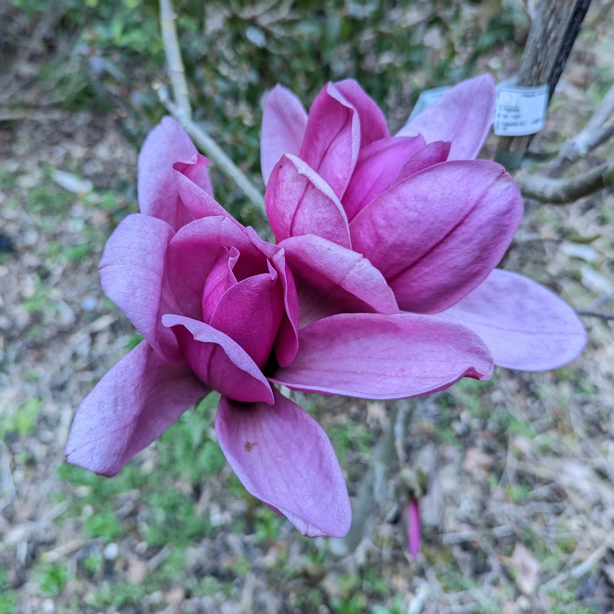 Magnolia Livingstone - Magnolias - Millais Nurseries