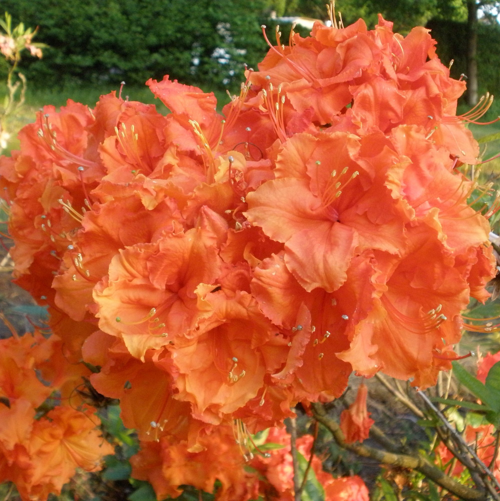 Gibraltar Deciduous Azalea - Buy Rhododendron Gibraltar AGM online ...