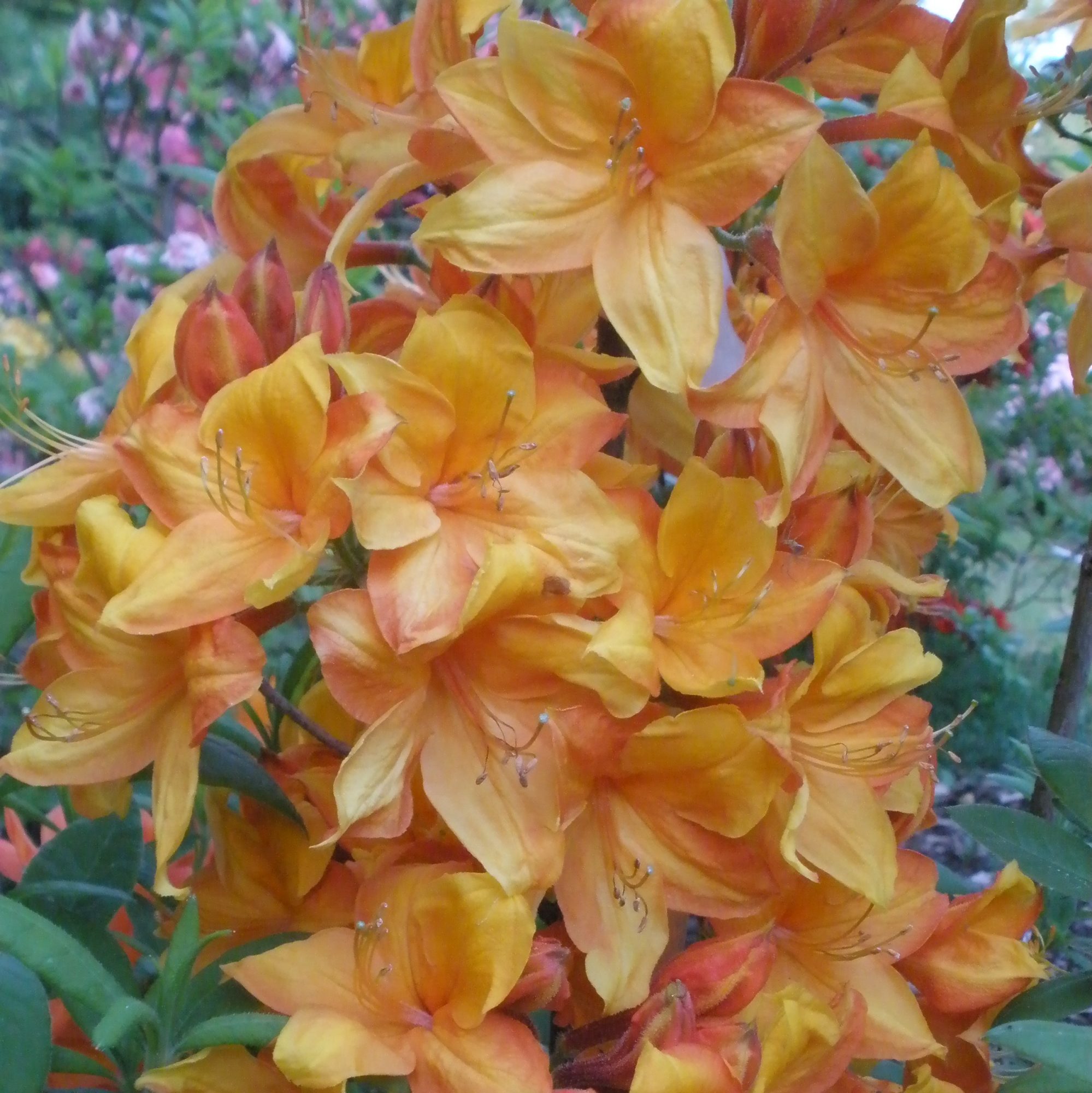 Golden Eagle Deciduous Azalea - Buy Rhododendron Golden Eagle online ...