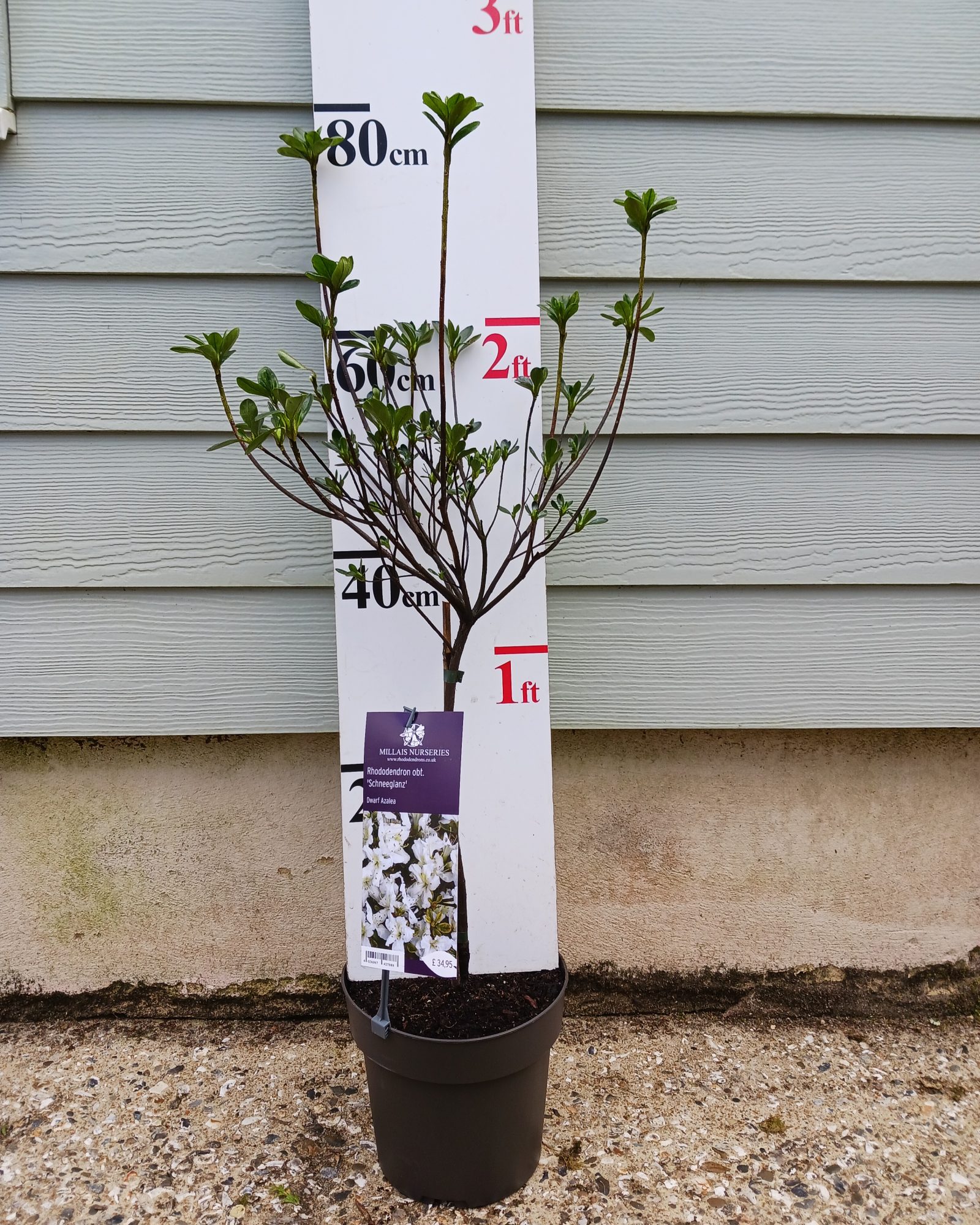 Evergreen Azalea Snow Shine (Schneeglanz) STANDARD - Standards ...