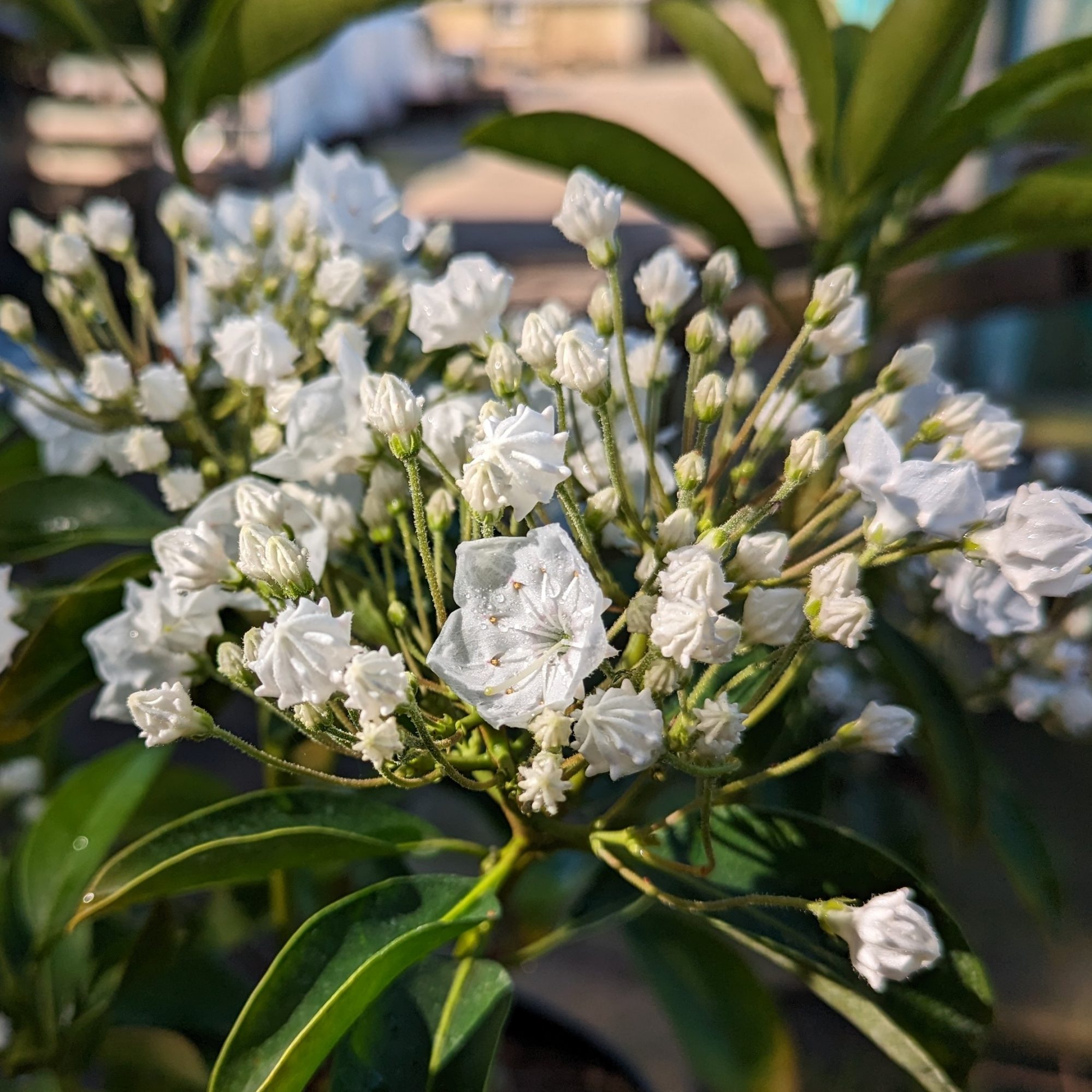 Kalmia latifolia 'Snowdrift' - Choice Plants - Millais Nurseries