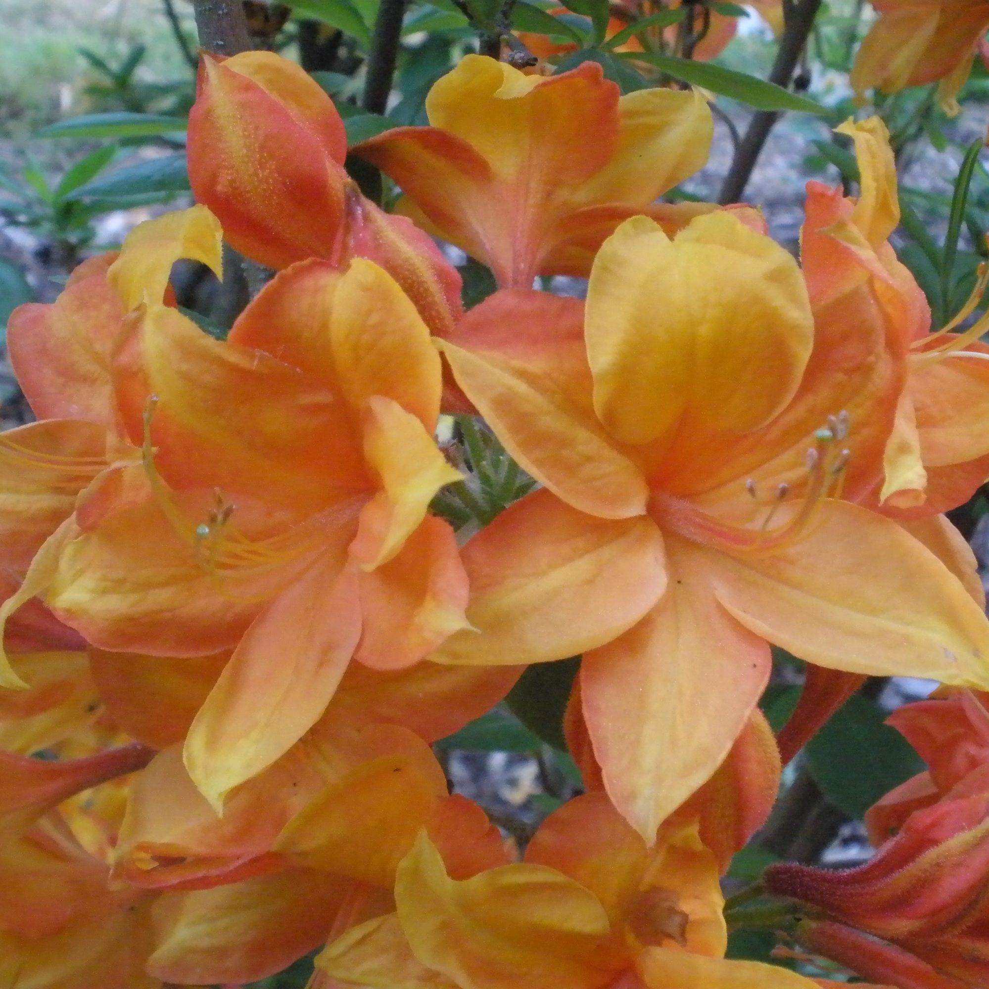 Golden Eagle Deciduous Azalea - Buy Rhododendron Golden Eagle online ...