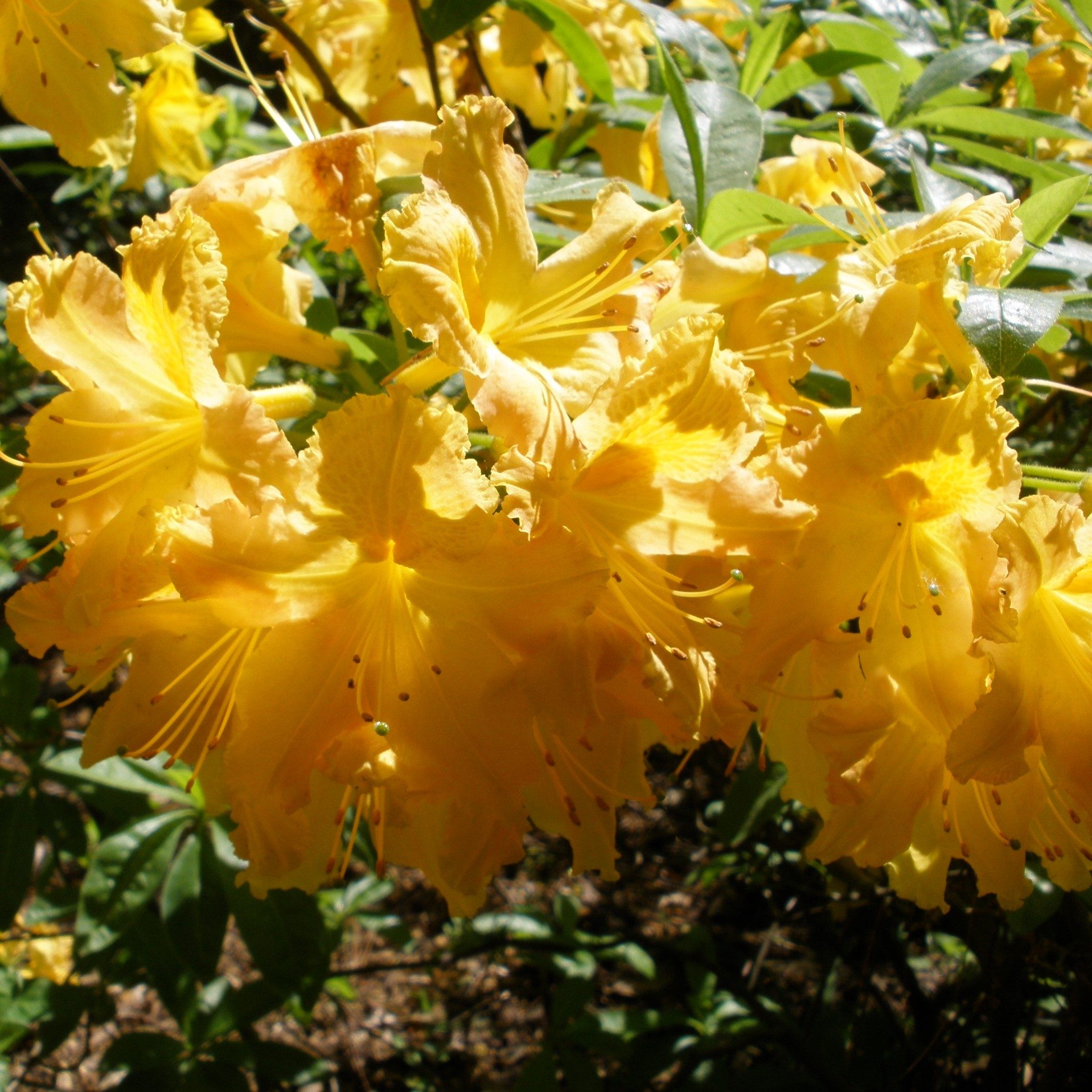 Golden Eagle Deciduous Azalea - Buy Rhododendron Golden Eagle online ...