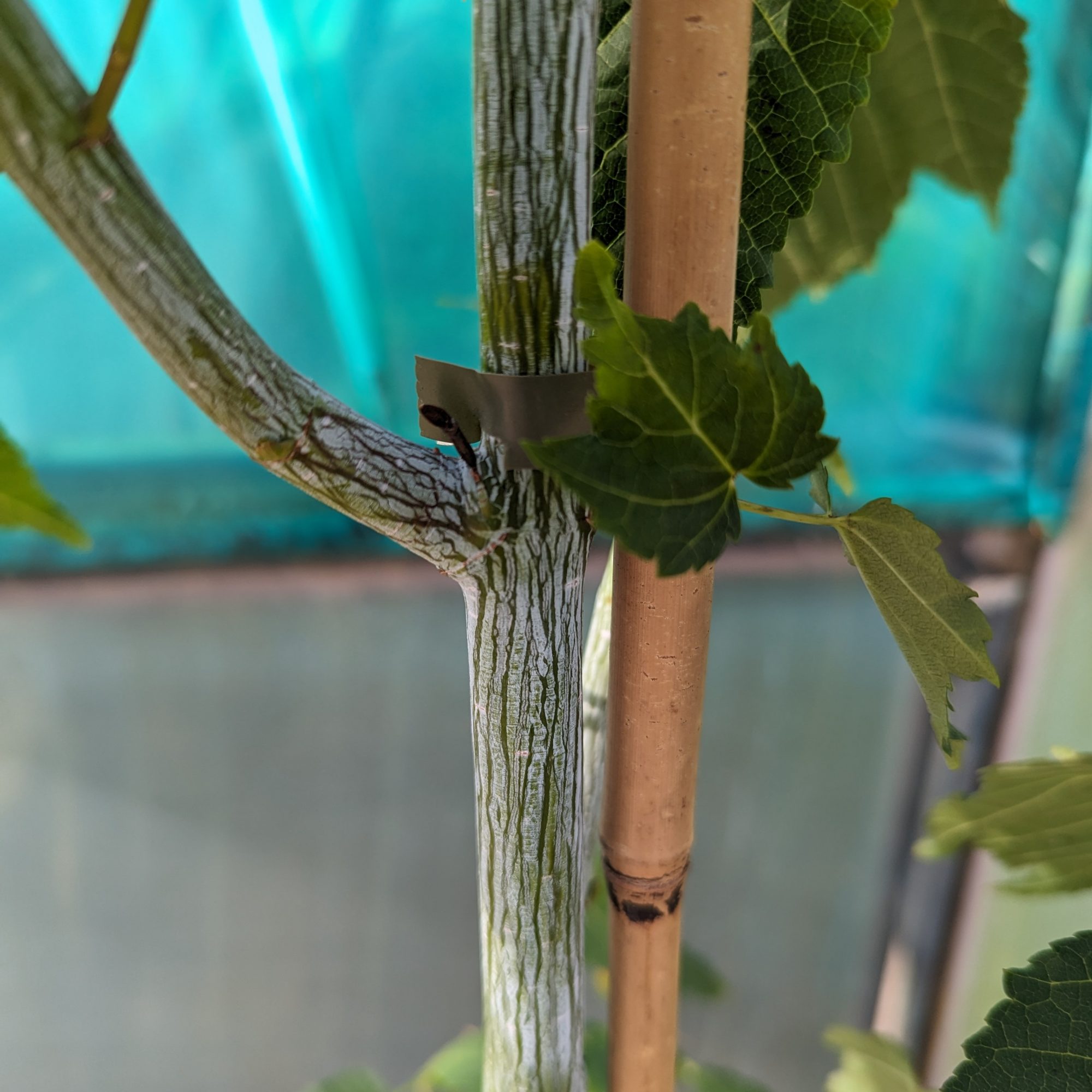 Acer davidii 'Viper' (mindavi) - Acers - Millais Nurseries