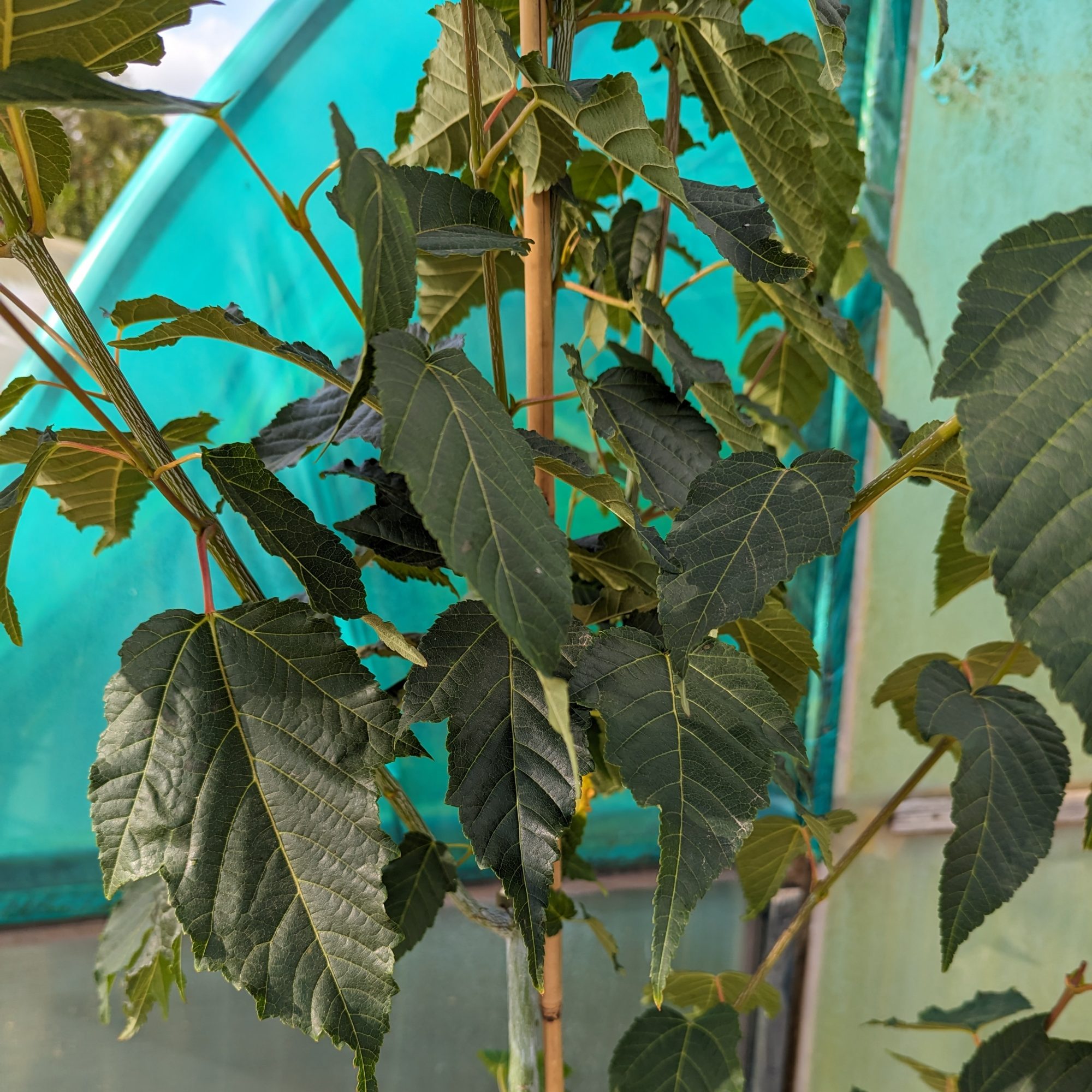 Acer davidii 'Viper' (mindavi) - Acers - Millais Nurseries