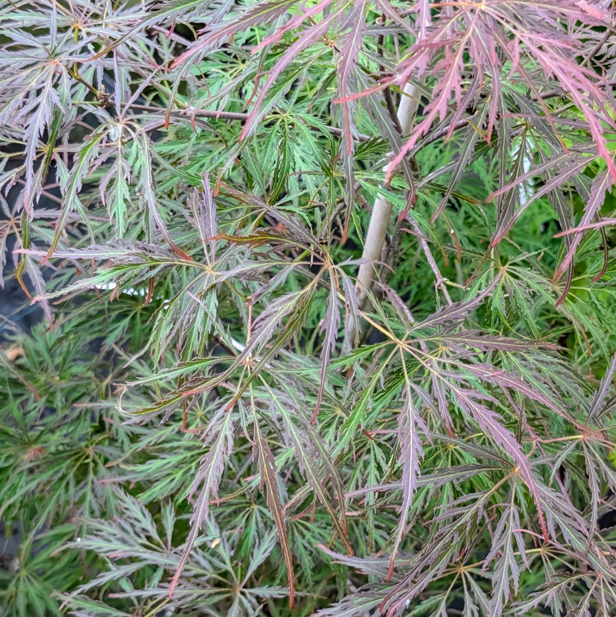Acer palmatum dissectum 'Garnet' - Buy Garnet Japanese Maples Online ...