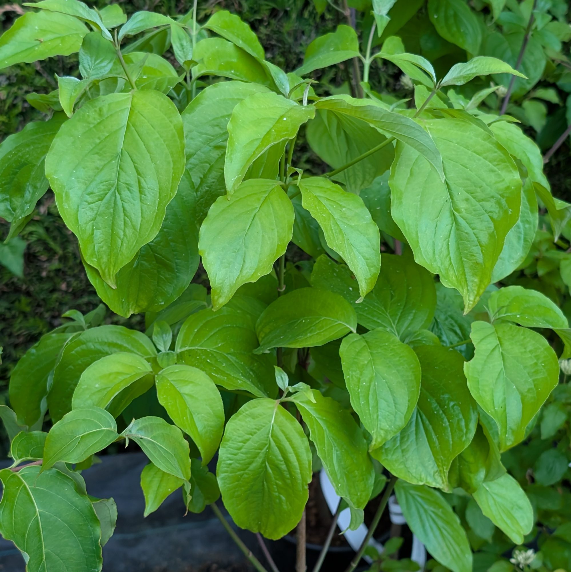 Cornus florida - Choice Plants - Millais Nurseries
