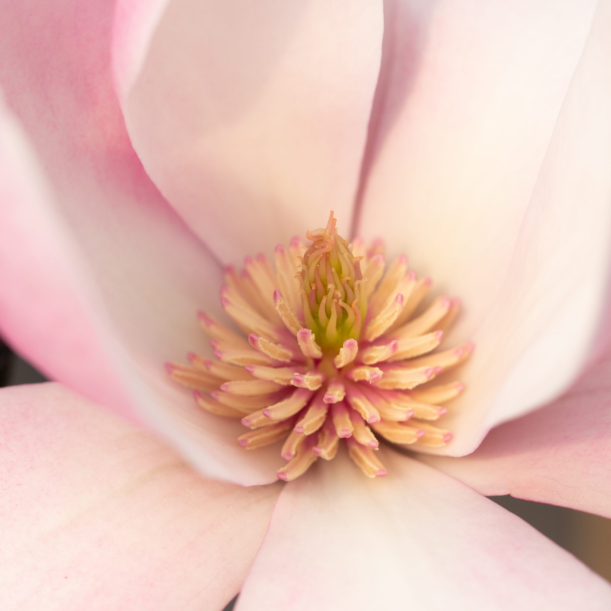 Magnolia Rose Marie - Magnolias - Millais Nurseries