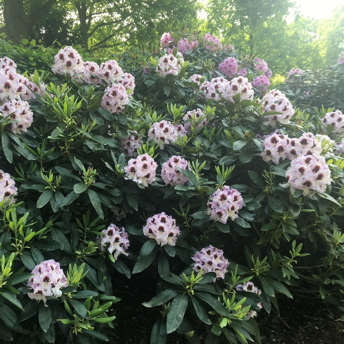 Rhododendron Pinguin - Tall Hybrid Rhododendrons - Millais Nurseries