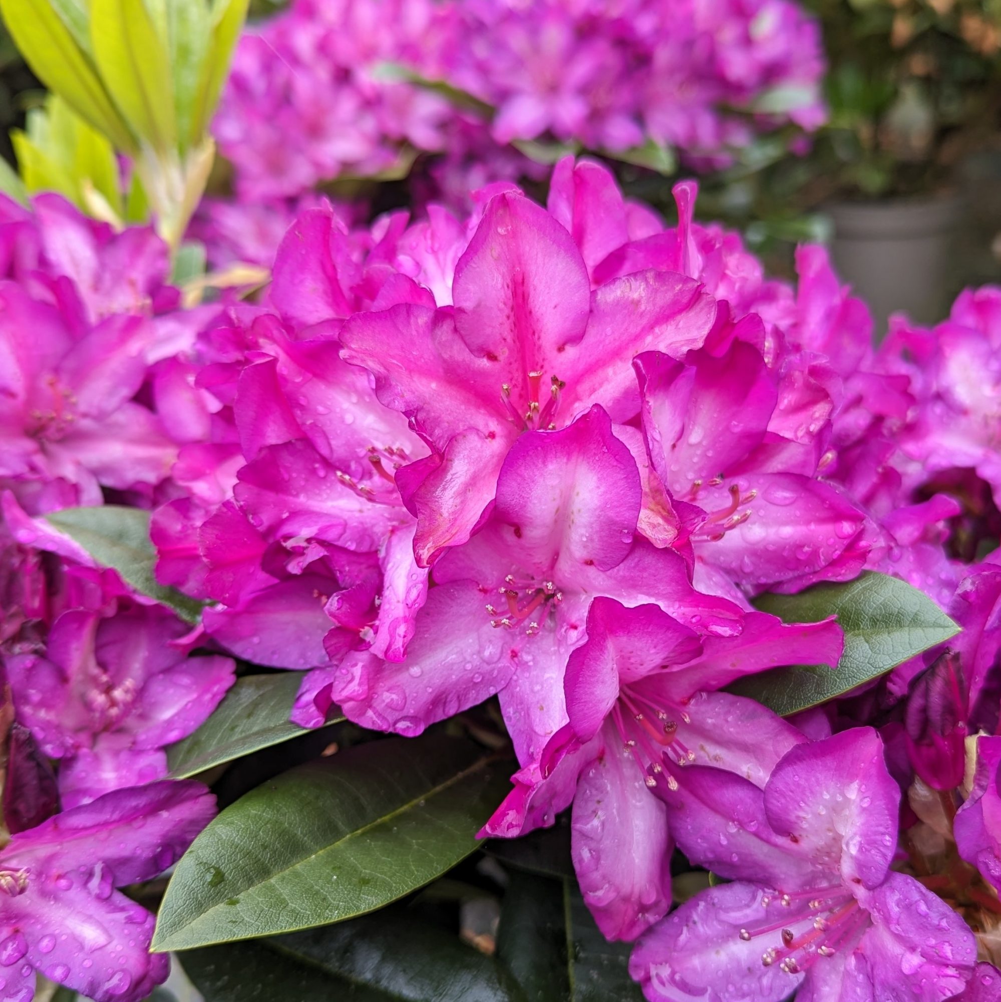 Rhododendron Blue Print - Compact Rhododendrons - Millais Nurseries