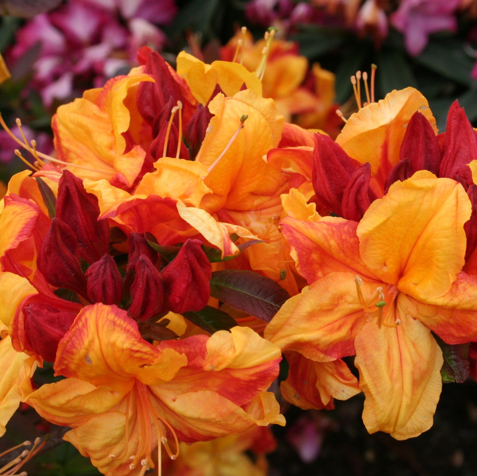 Deciduous Azalea Golden Nectarine - Deciduous Azaleas - Millais Nurseries