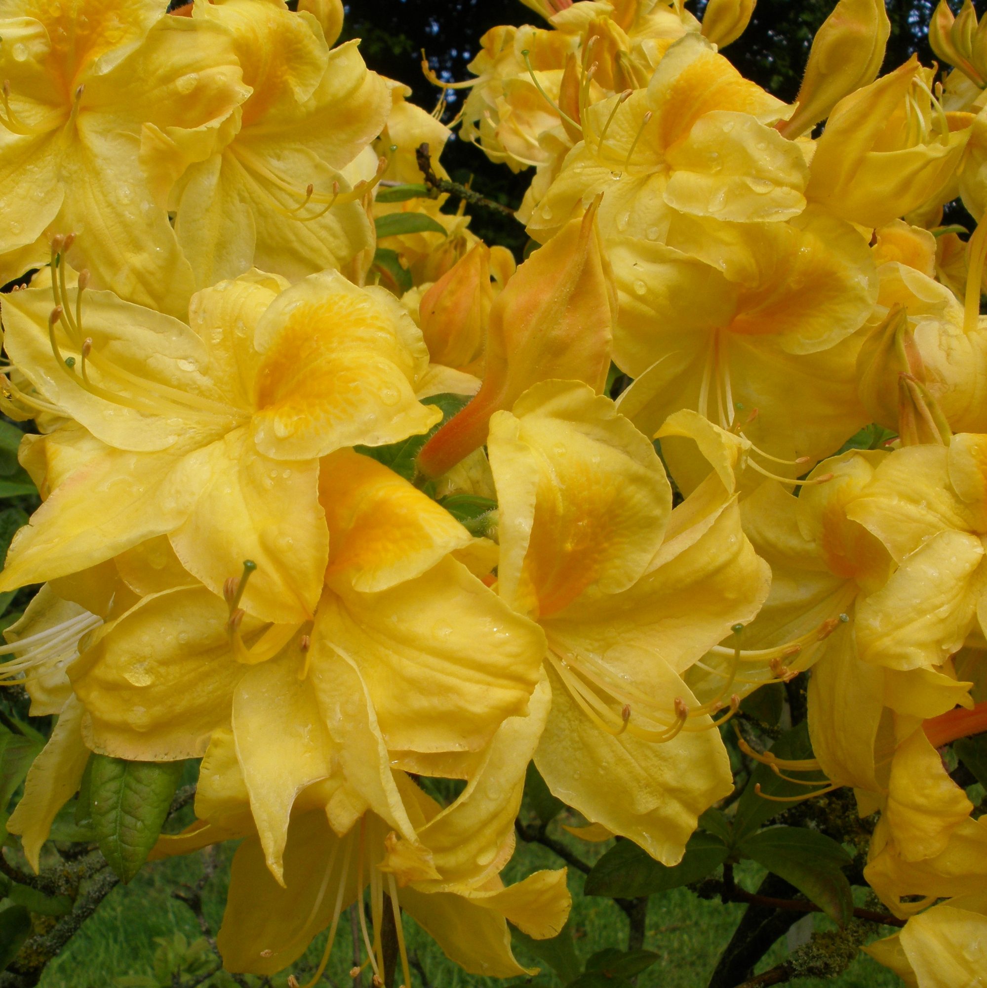 Golden Sunset Deciduous Azalea - Buy Rhododendron Golden Sunset online ...