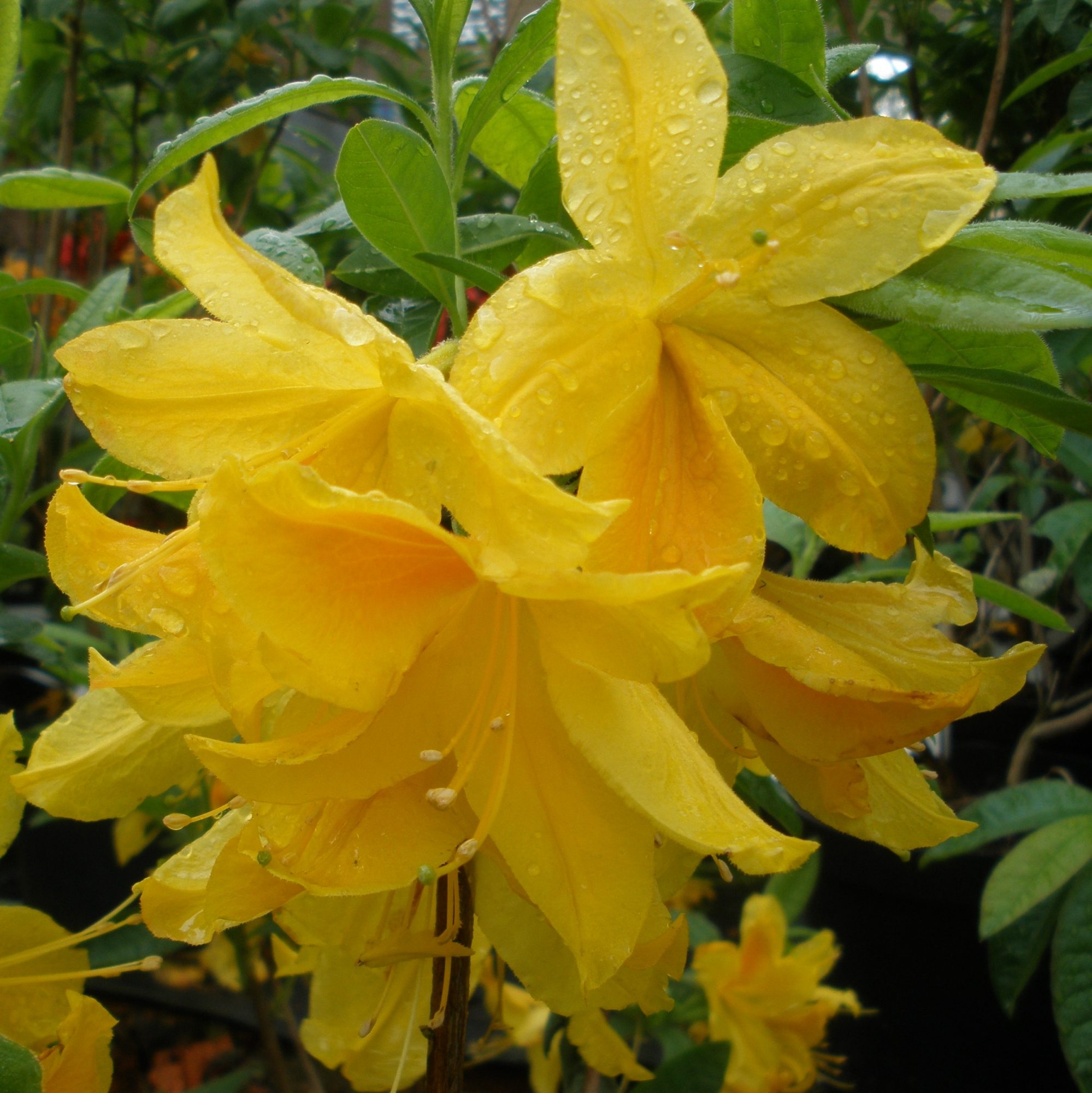 Goldtopas Deciduous Azalea - Buy Rhododendron Goldtopas online ...