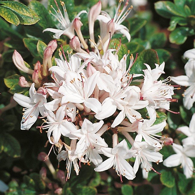 Deciduous Azalea Sommerduft (Summer Scent) - Deciduous Azaleas ...